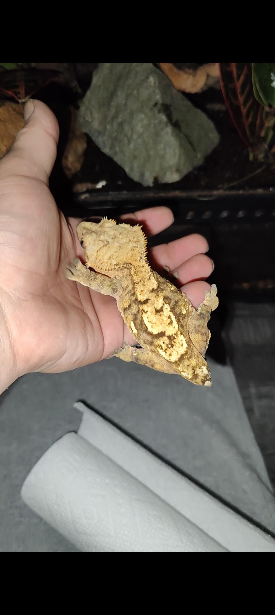 Morph question | Scrolller