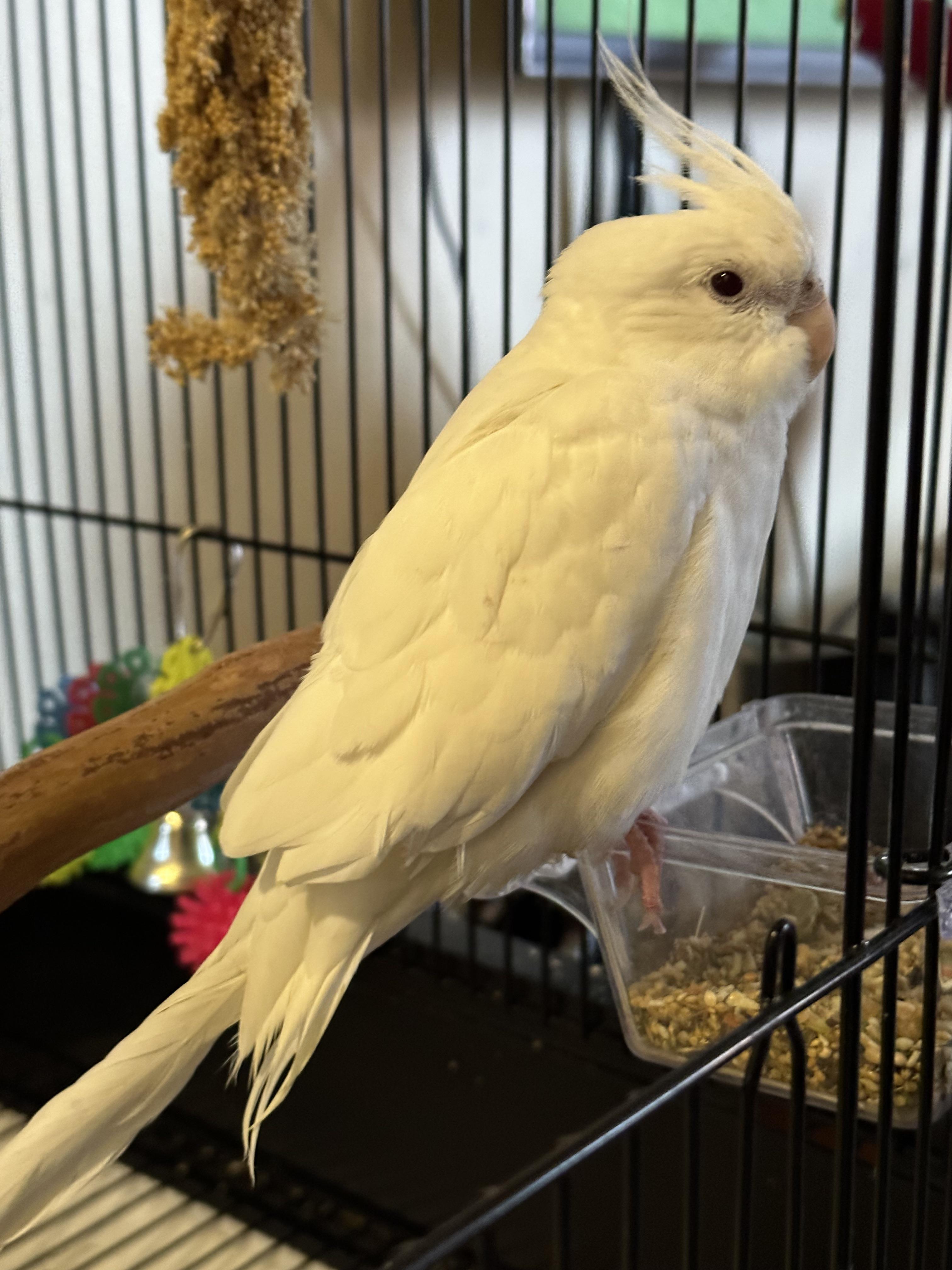 Welcome to your new home Nova | Scrolller