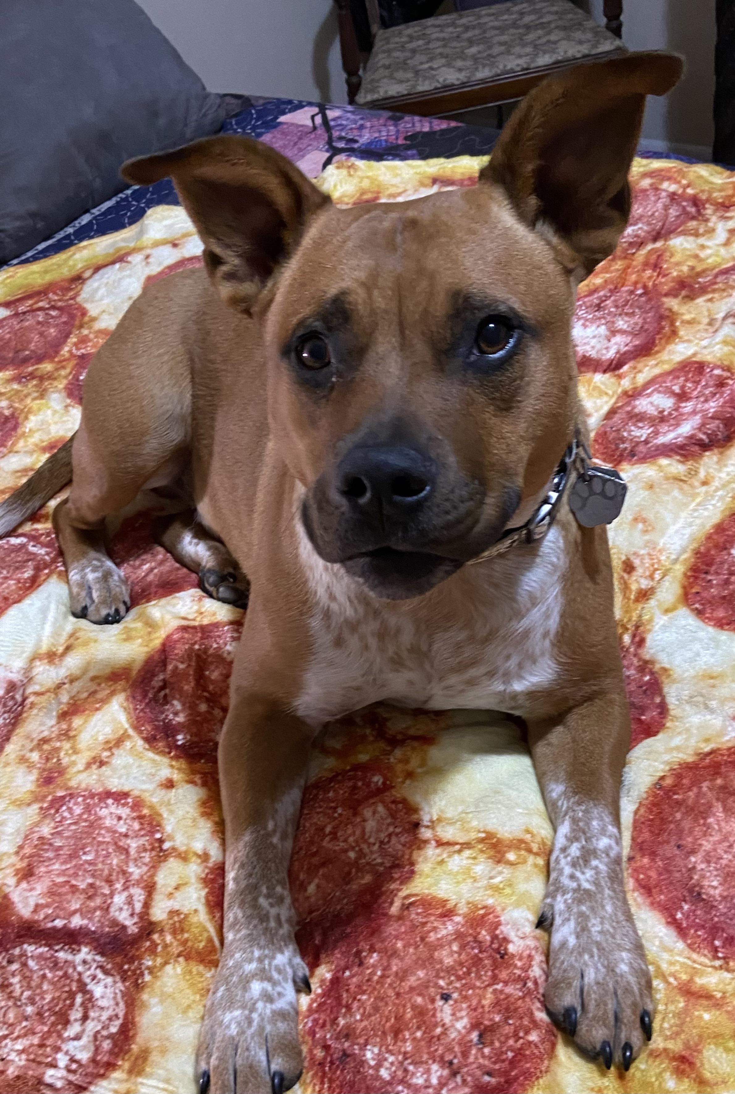 Pizza Dogs | Scrolller