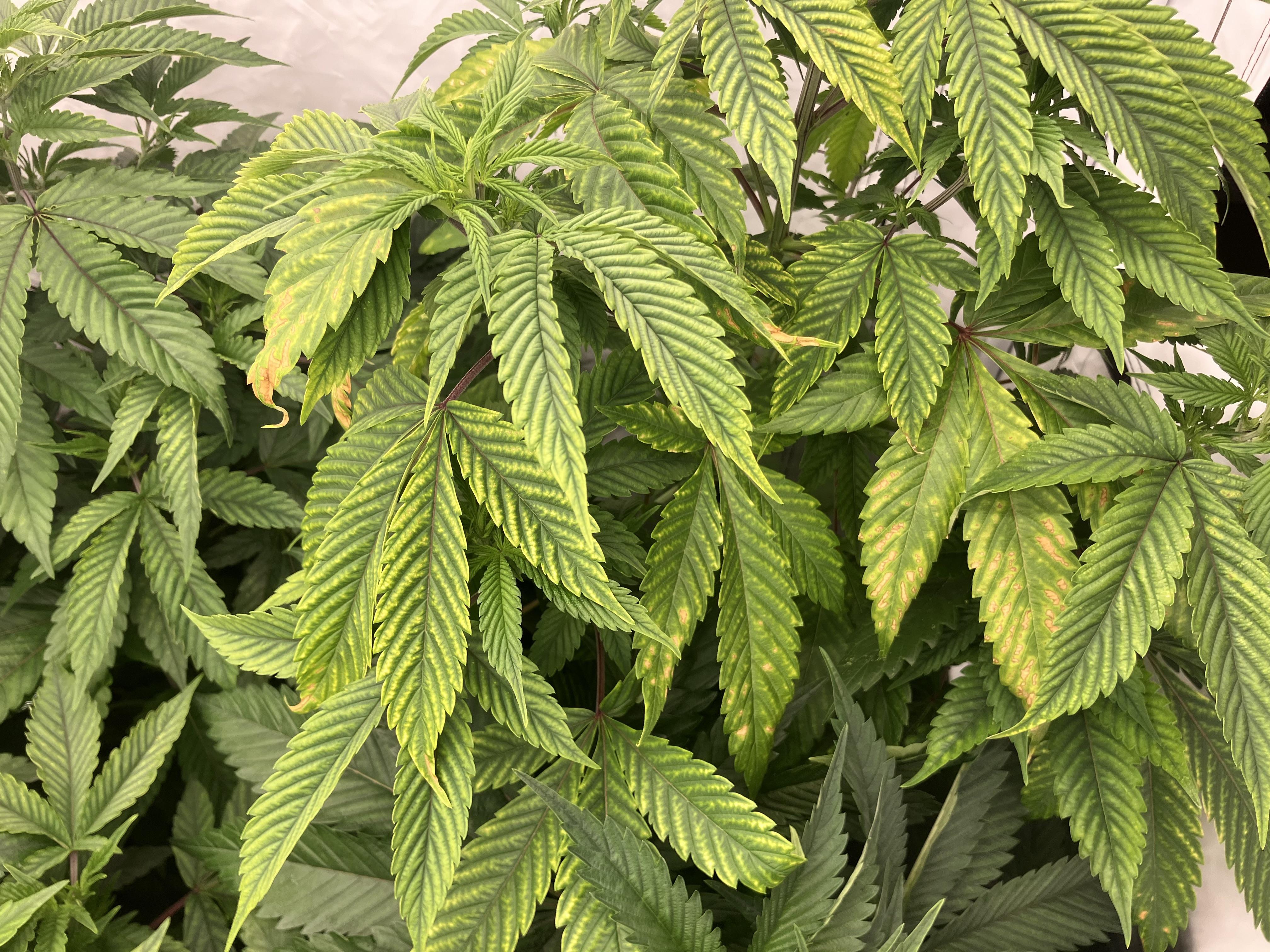 What nutrient is missing? | Scrolller