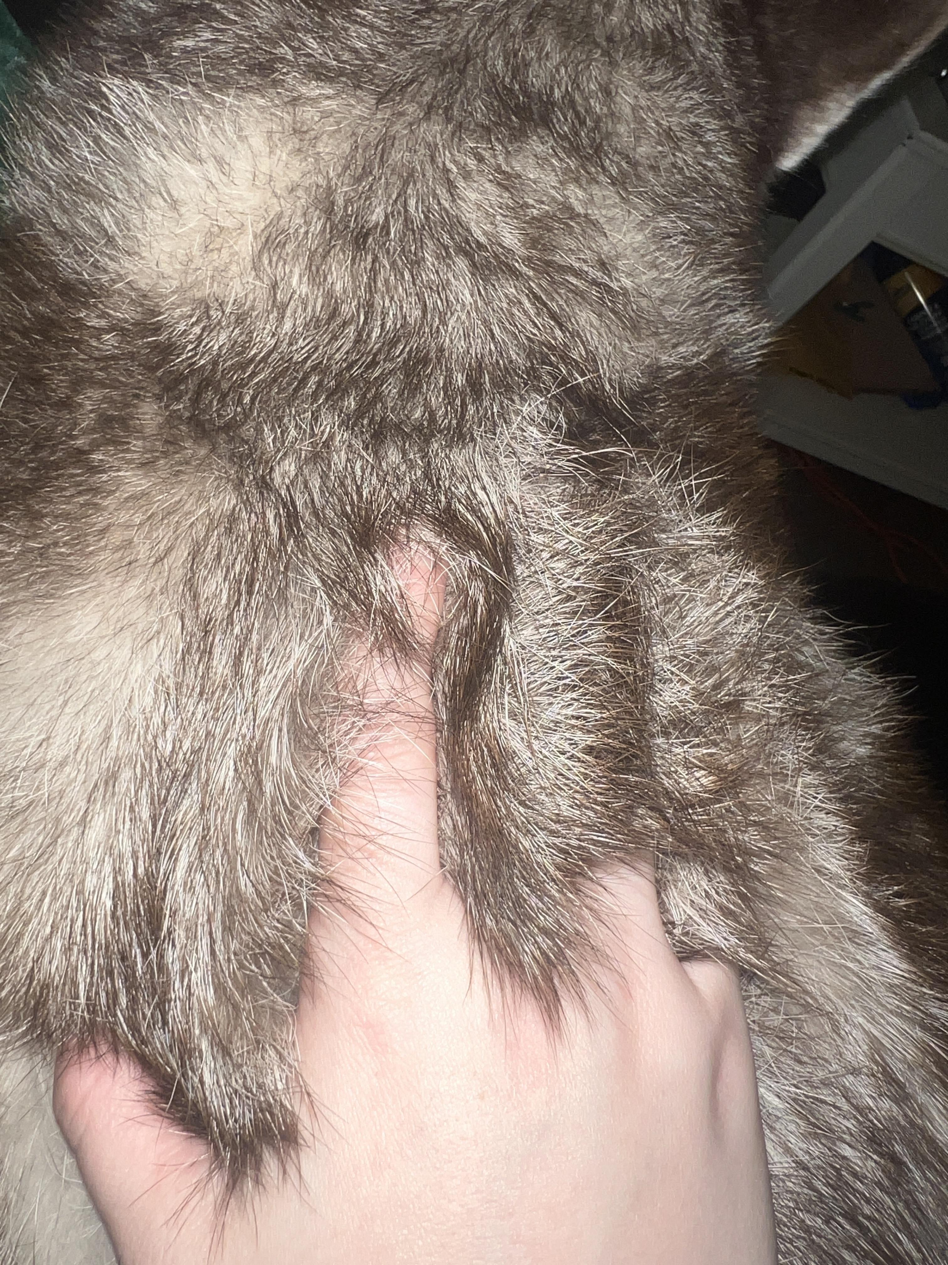 Color of Husky Coat | Scrolller