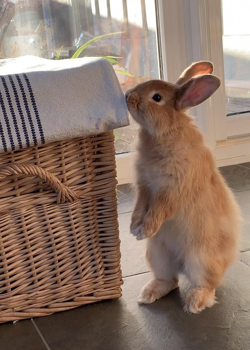 Breed ID | Scrolller