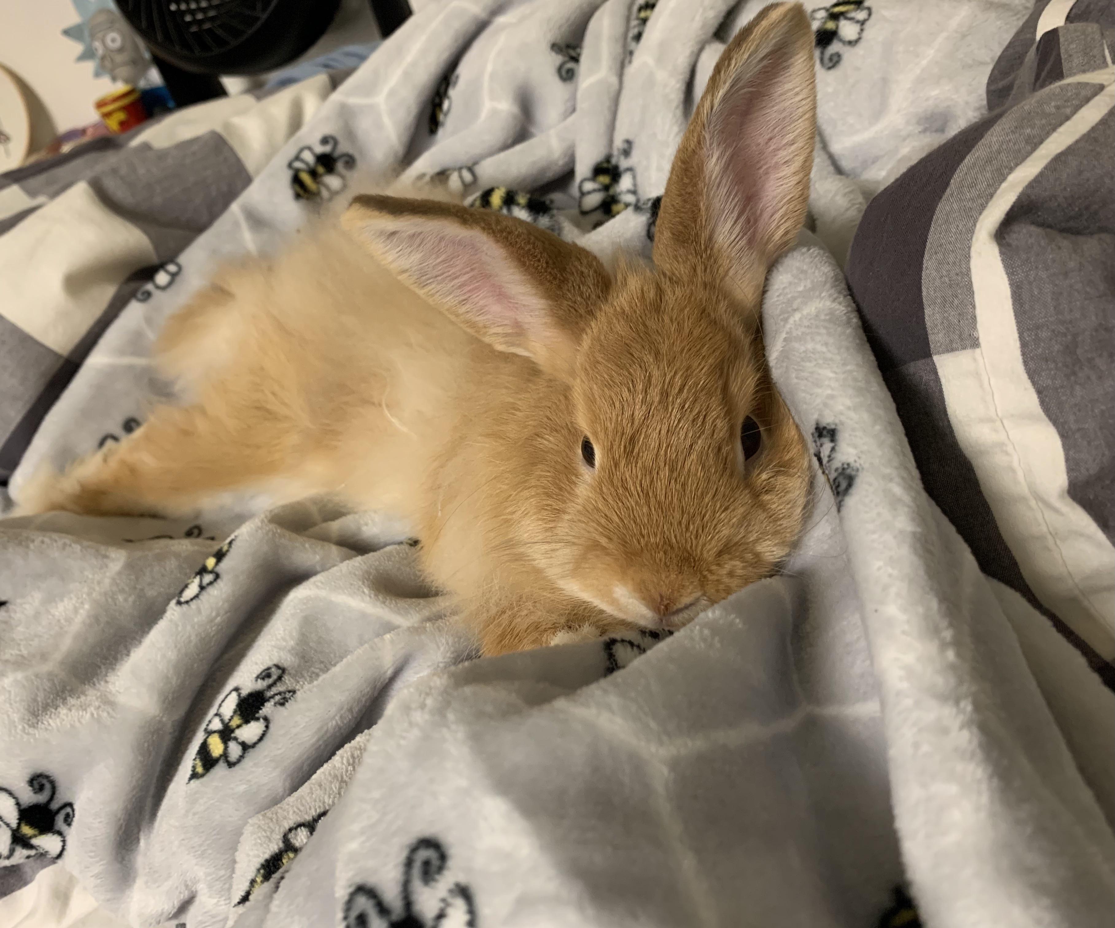 Breed ID | Scrolller