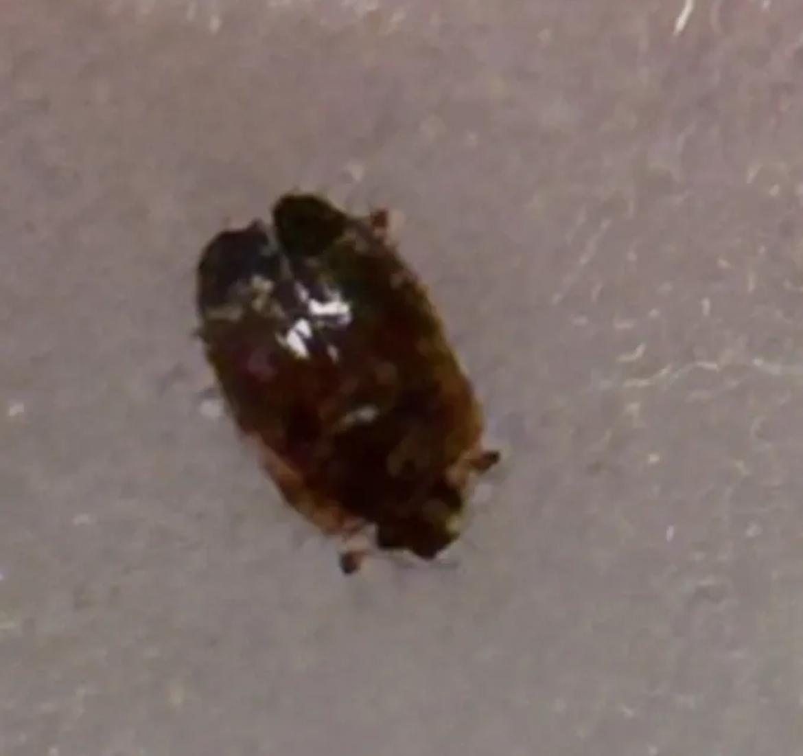 Bedbug? | Scrolller