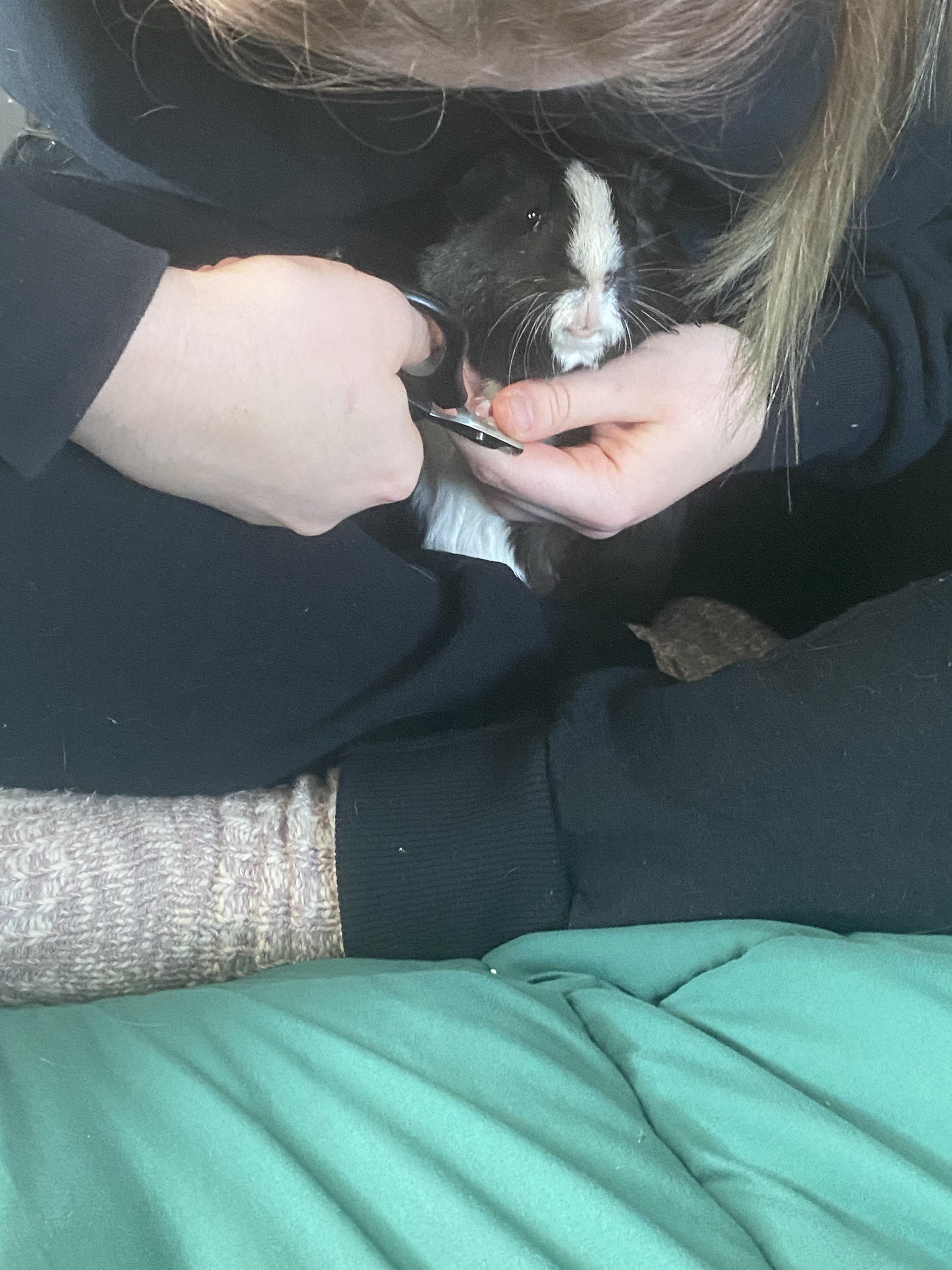 Grumpy during and after his nail trims | Scrolller