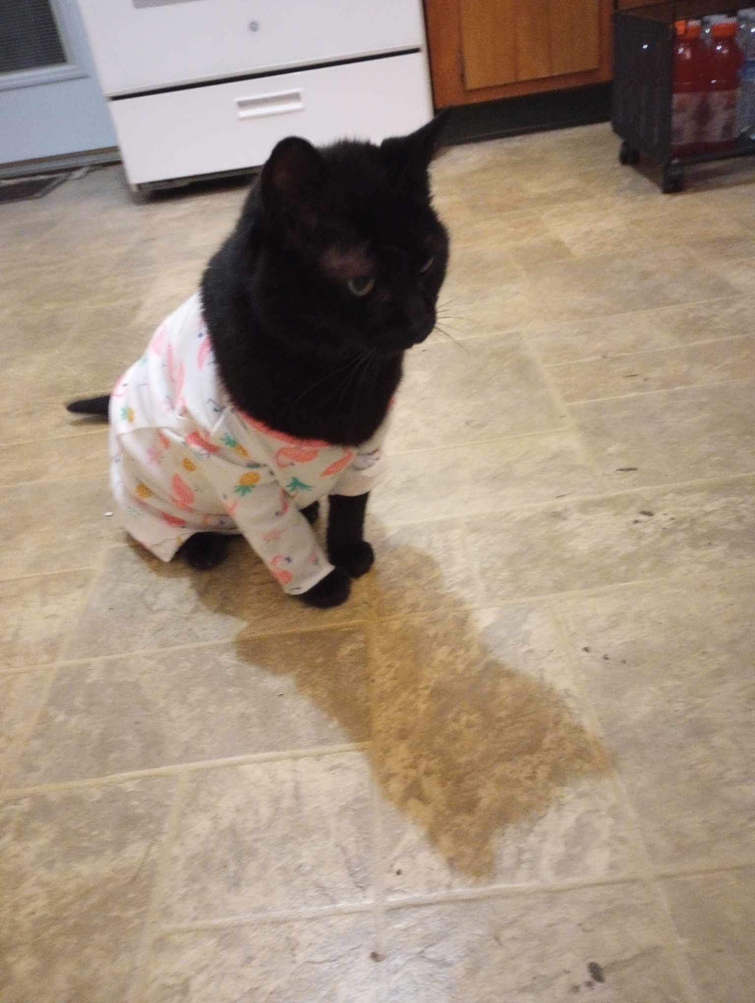 How to keep a cat from itching a spot | Scrolller