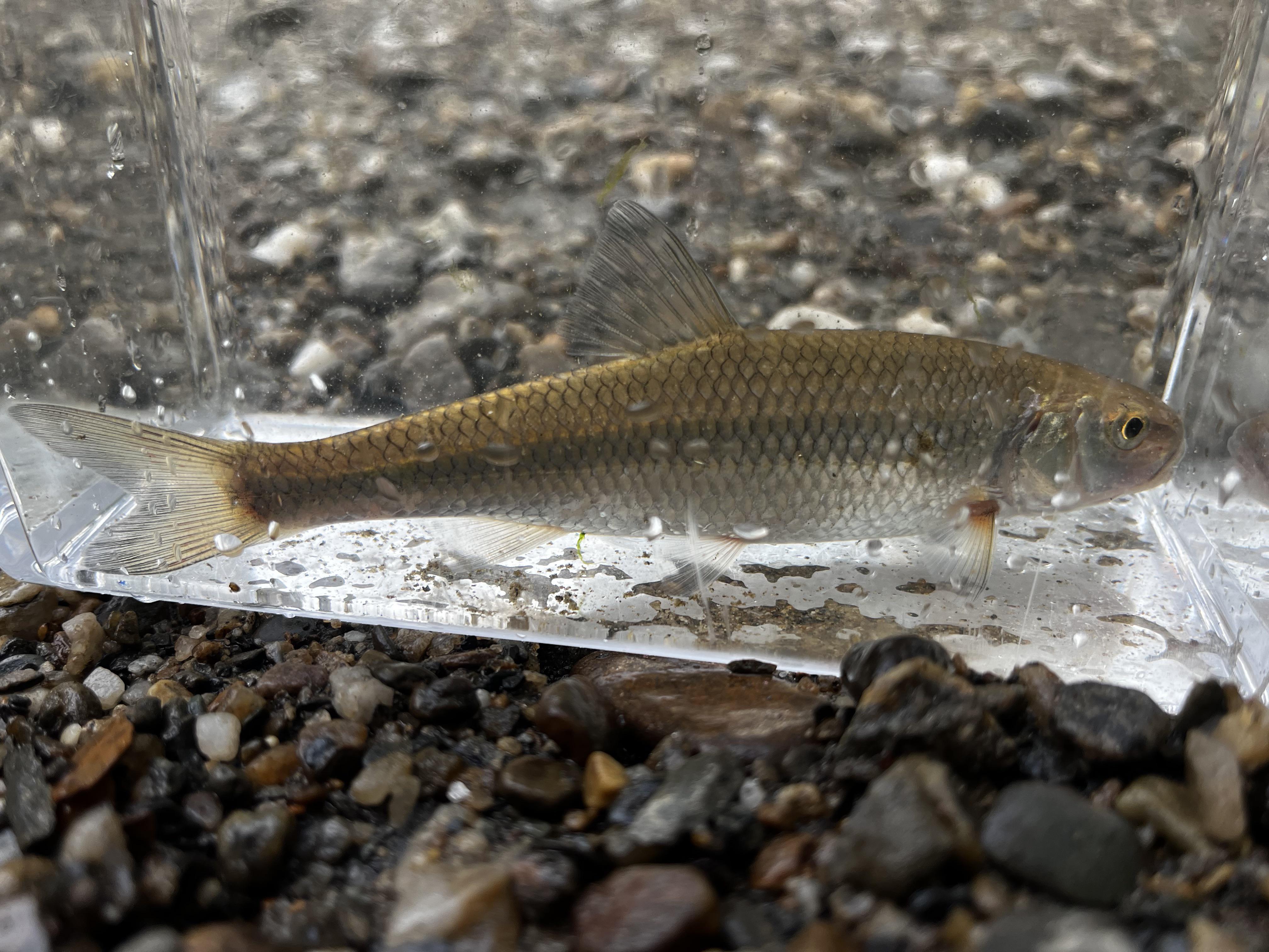 What Fish are These? (Housatonic River, CT) | Scrolller