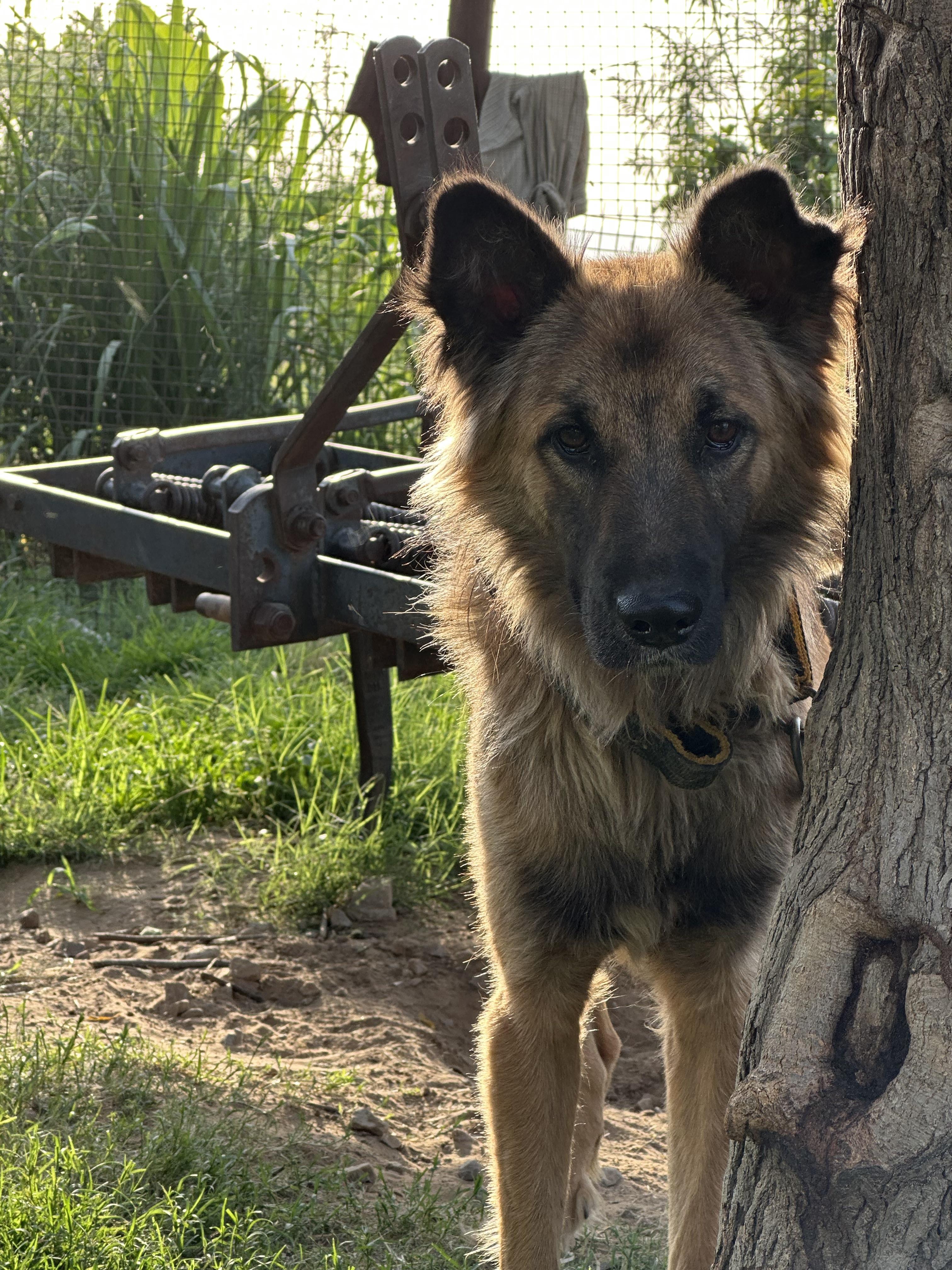 Meet tiger, king of mischief | Scrolller