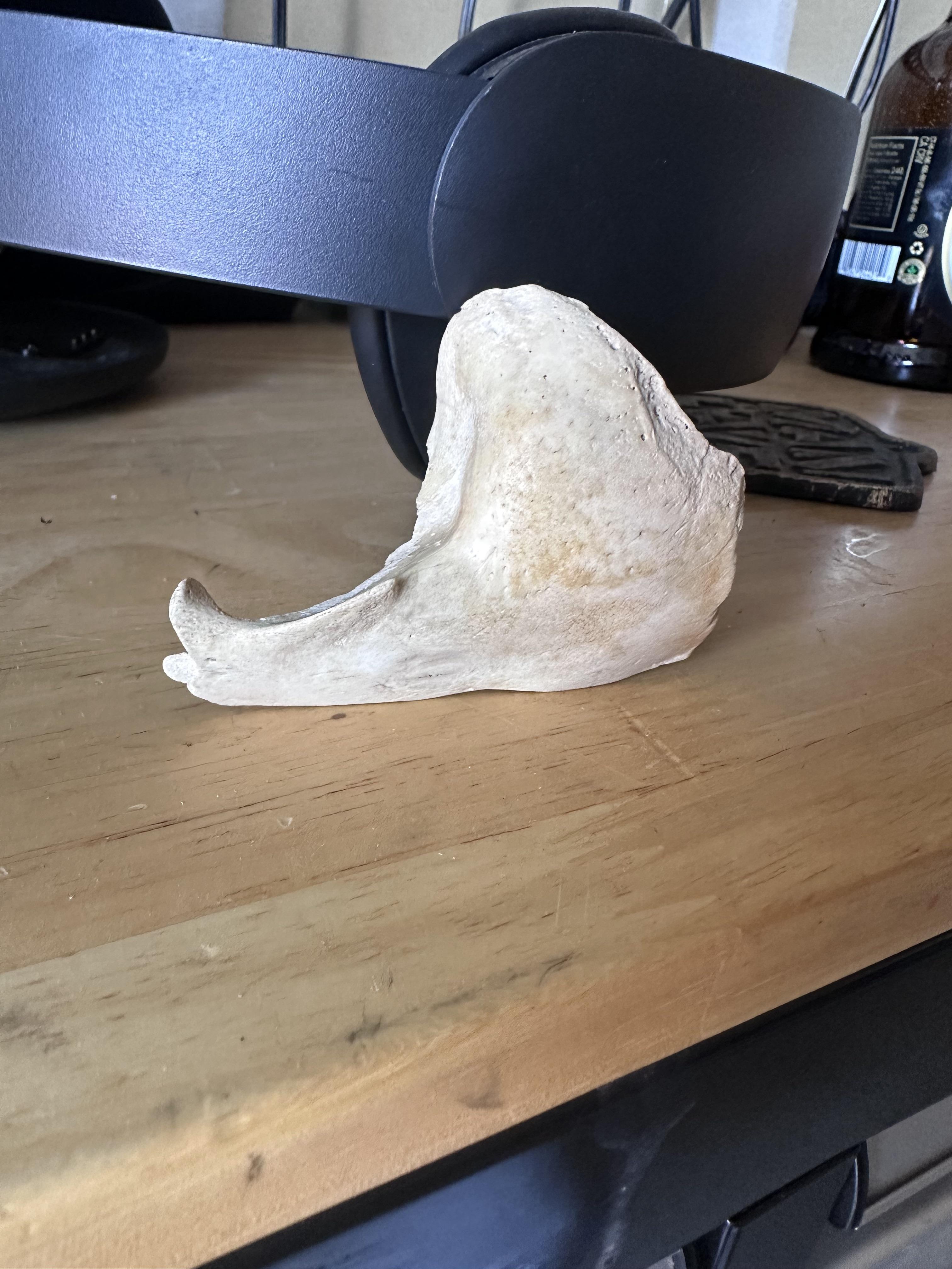 Are these bones If so from what | Scrolller