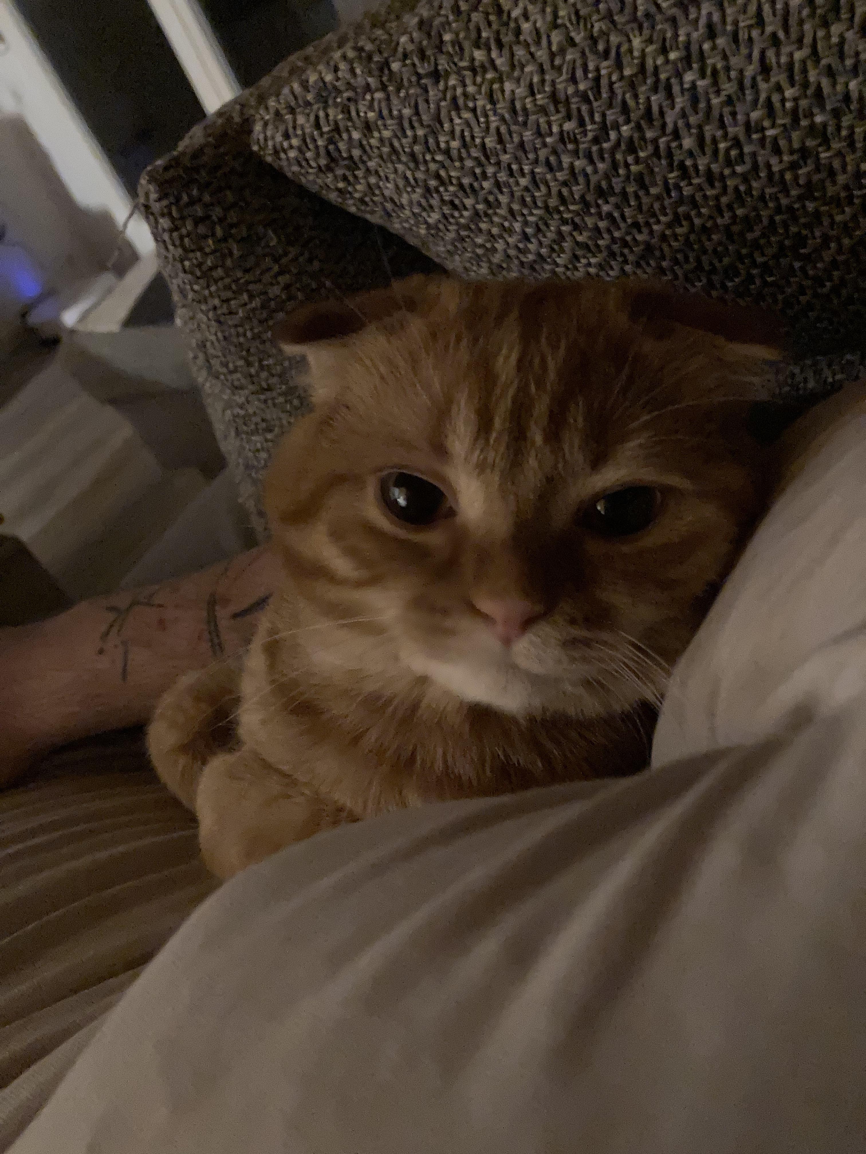 My snuggly boi. (OC) | Scrolller