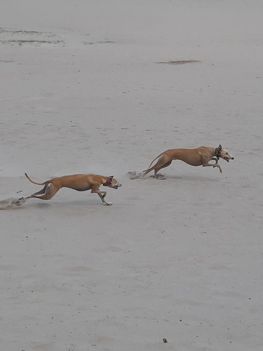 Giant & Lito | Scrolller