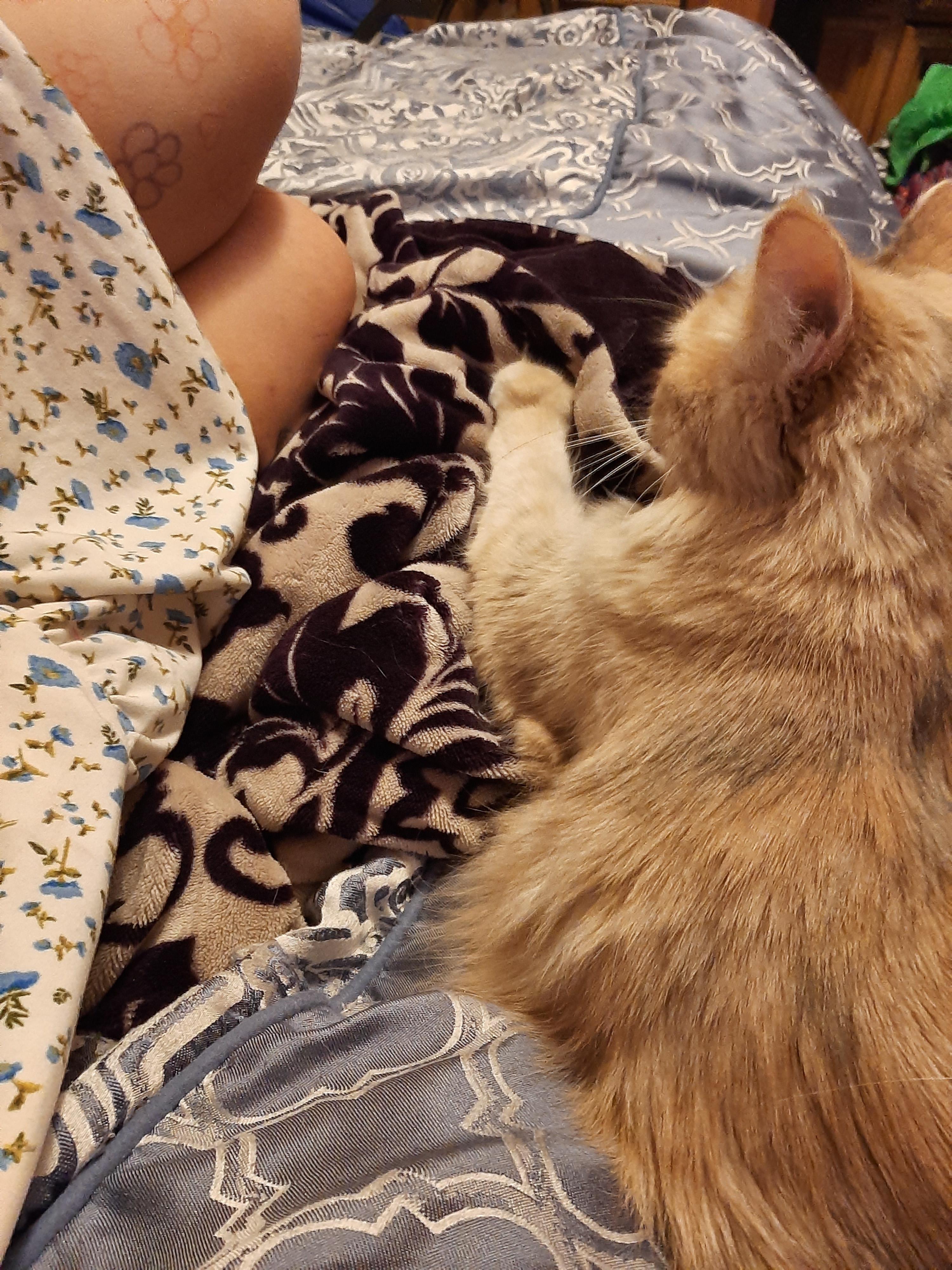 Discover more like Floof: My Floof, Bluebell! and Related Content ...