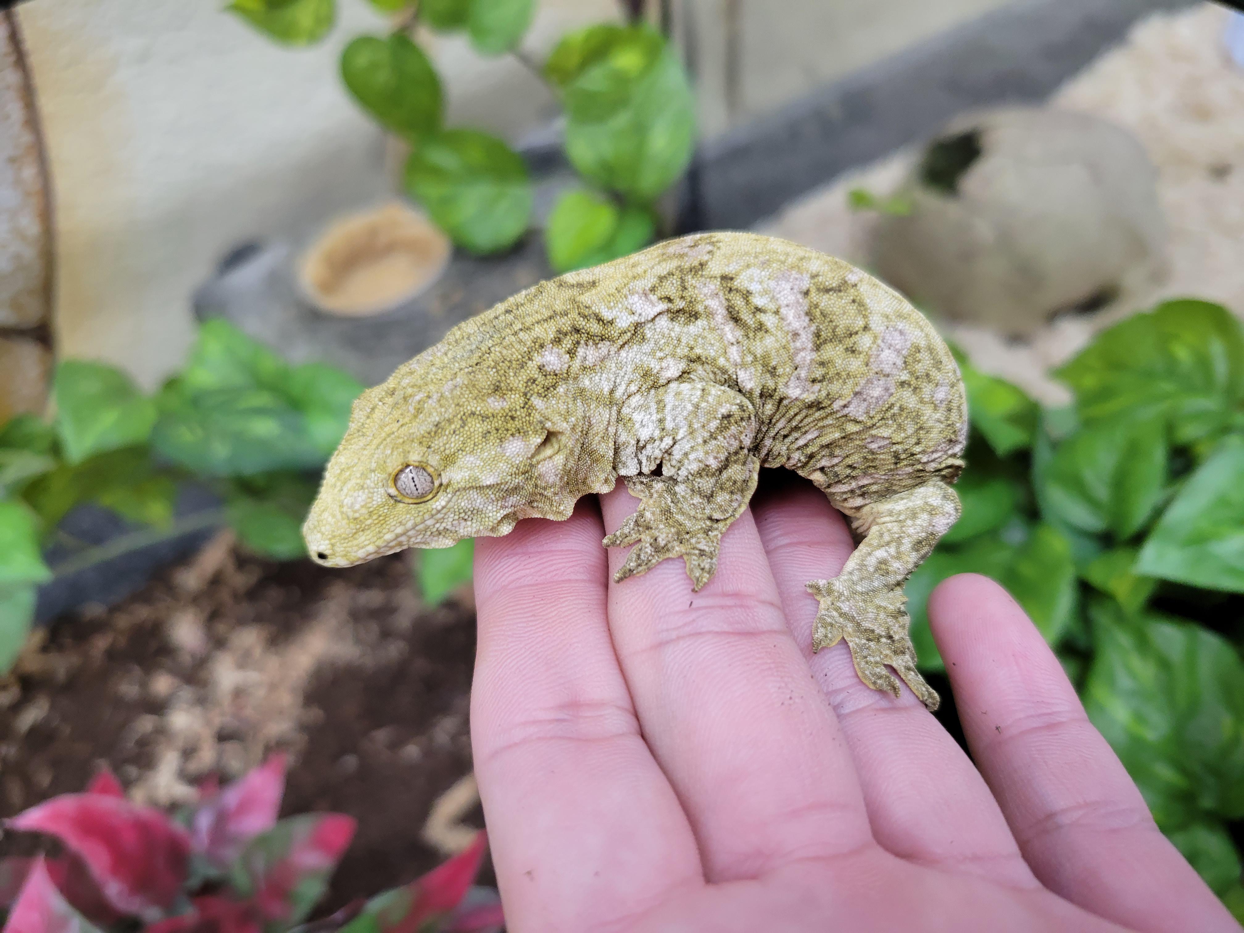 Morph Identification help | Scrolller