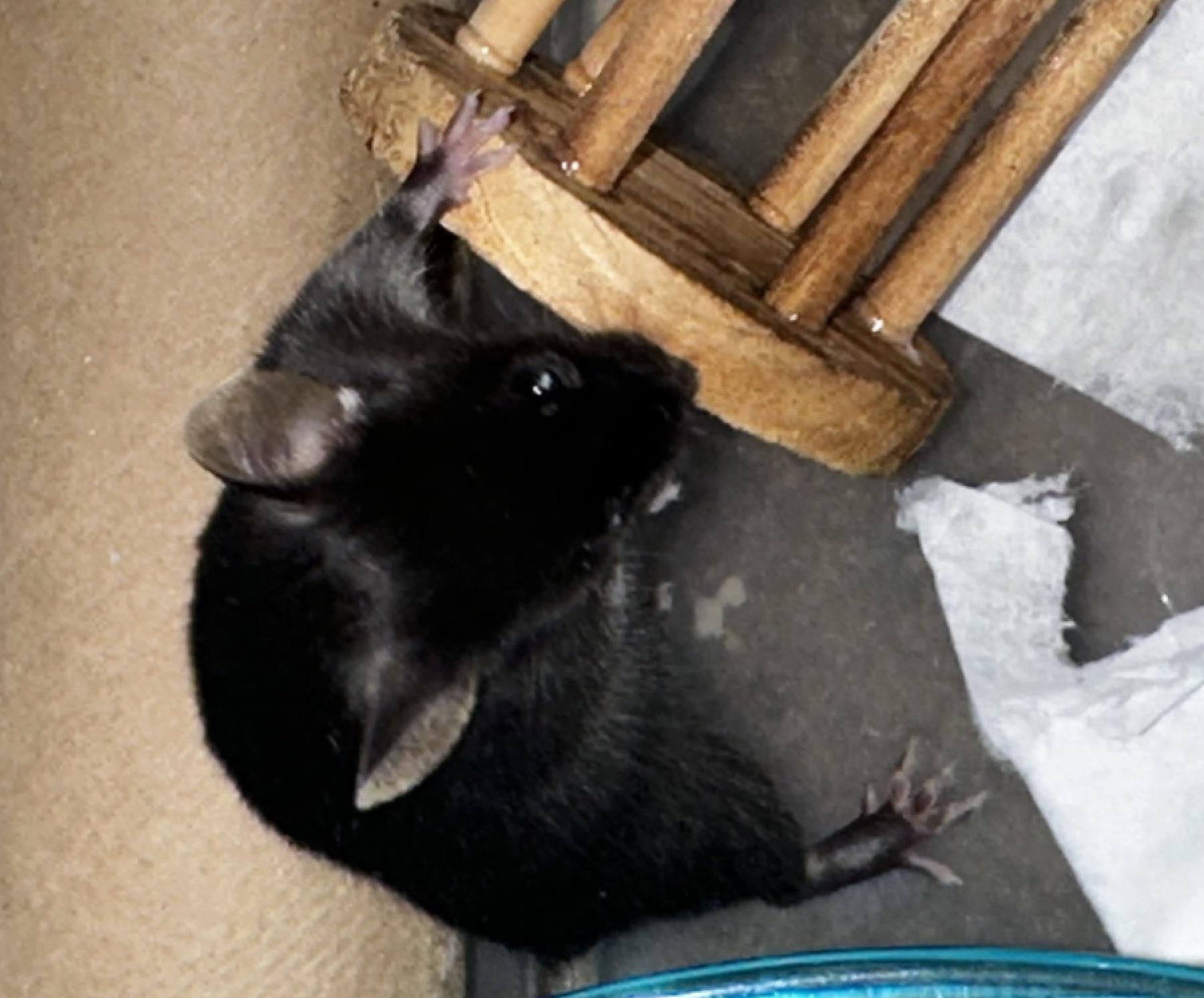 Putting Hades in a playpen for the first time | Scrolller