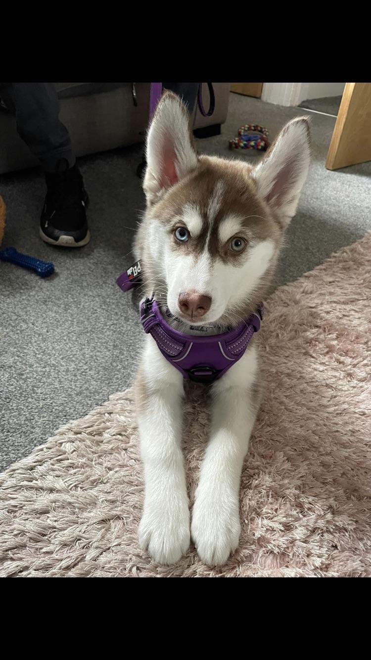 Husky chain ? | Scrolller