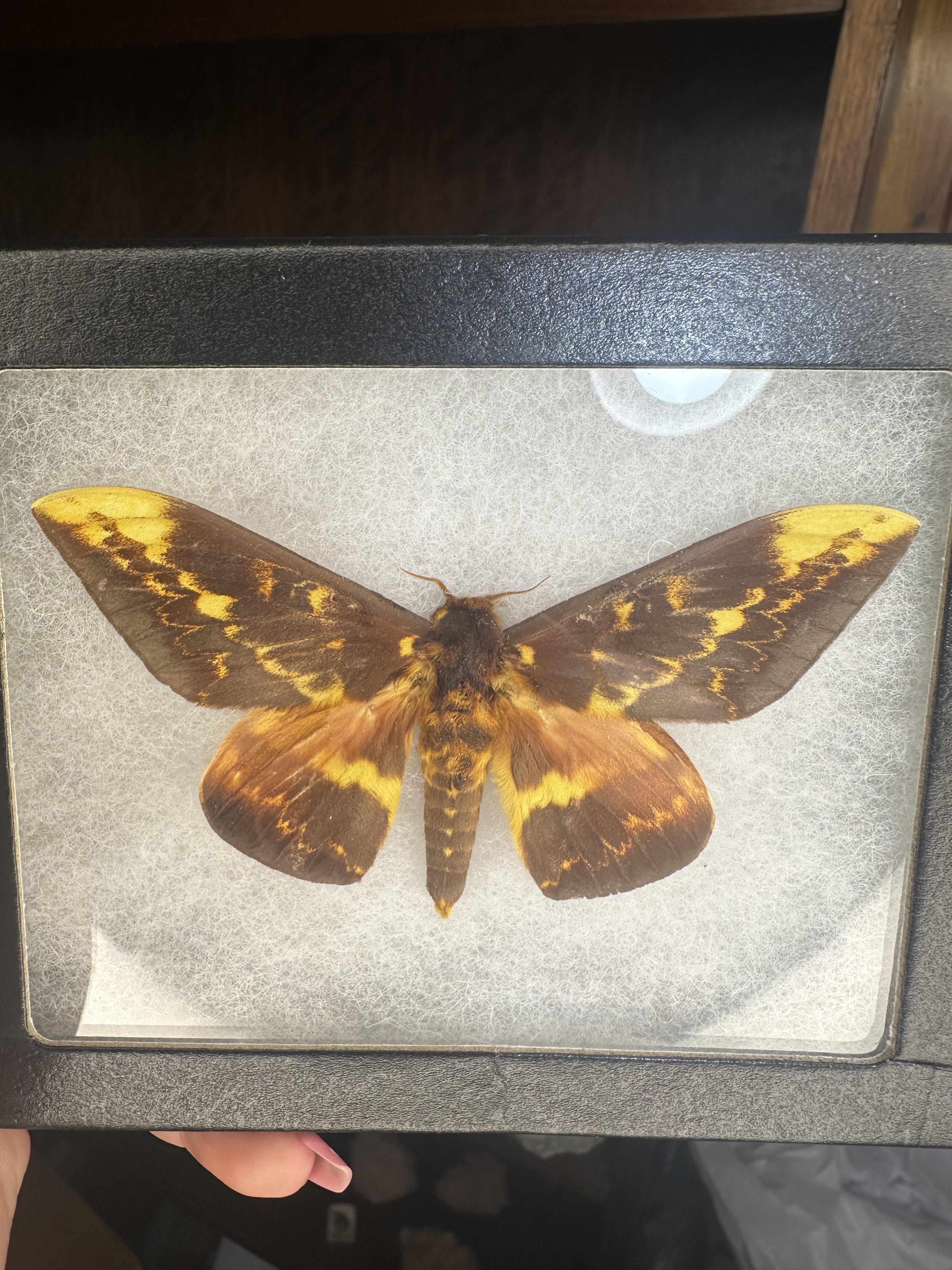 Can anyone help identify the species of insects these are? | Scrolller