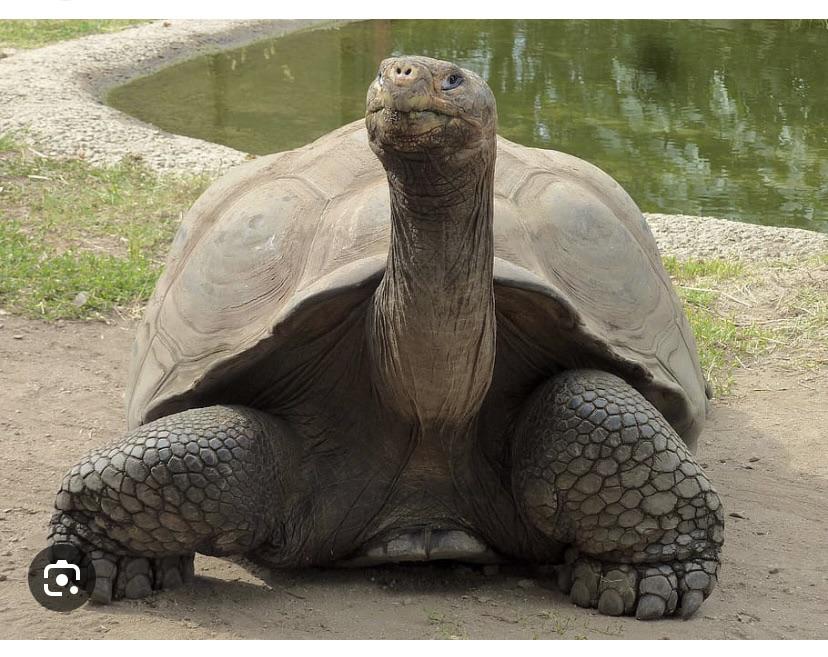 Tortoise/armadillo | Scrolller