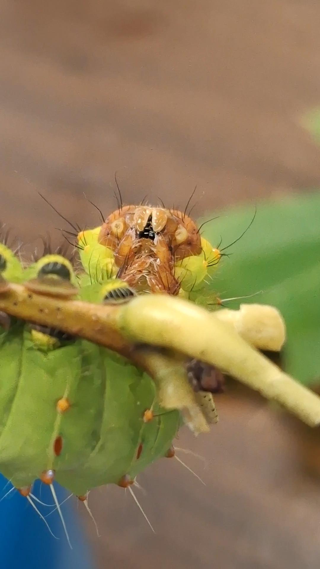 Insects are so cool!!!! | Scrolller