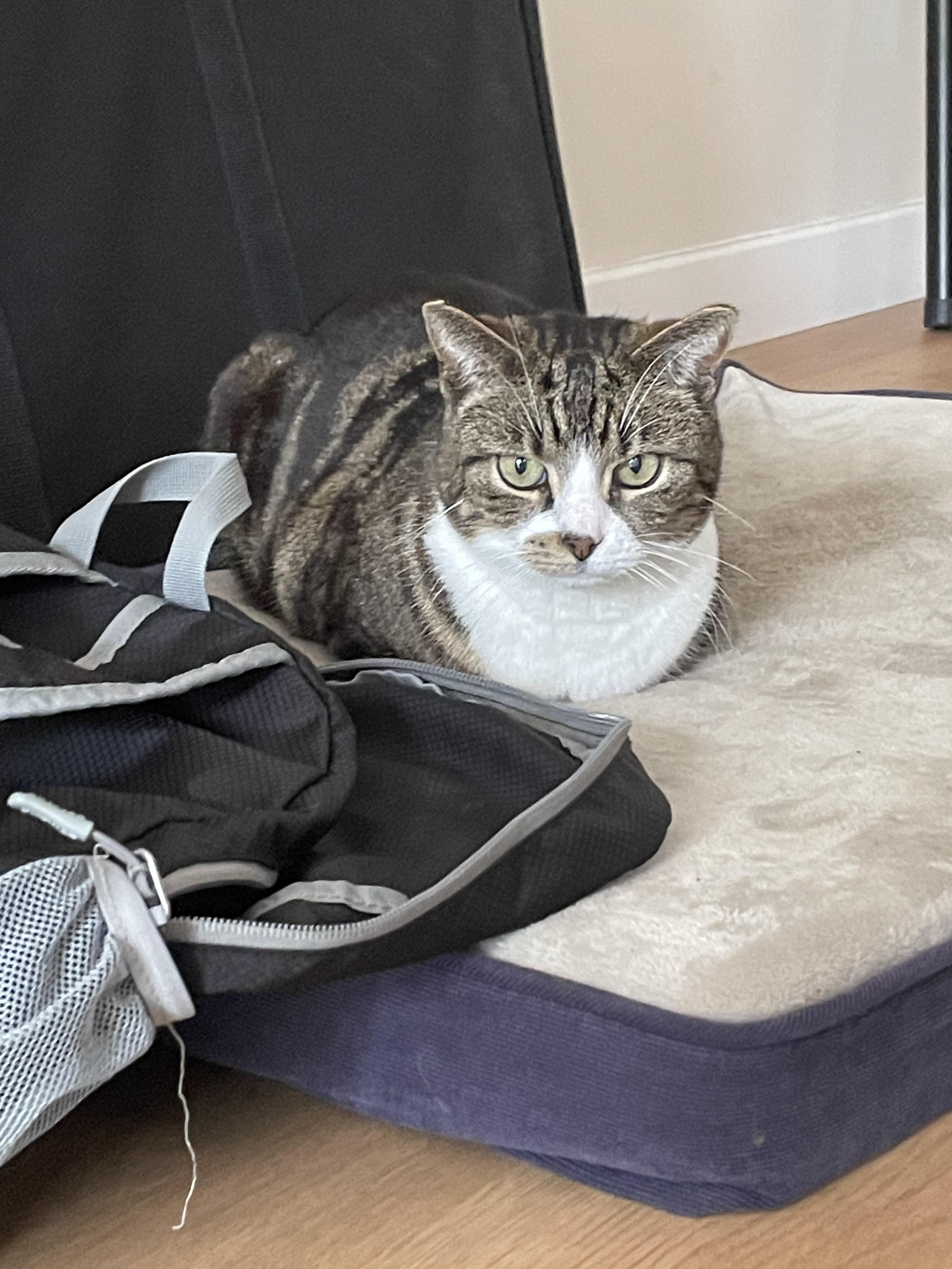 A very round creature | Scrolller