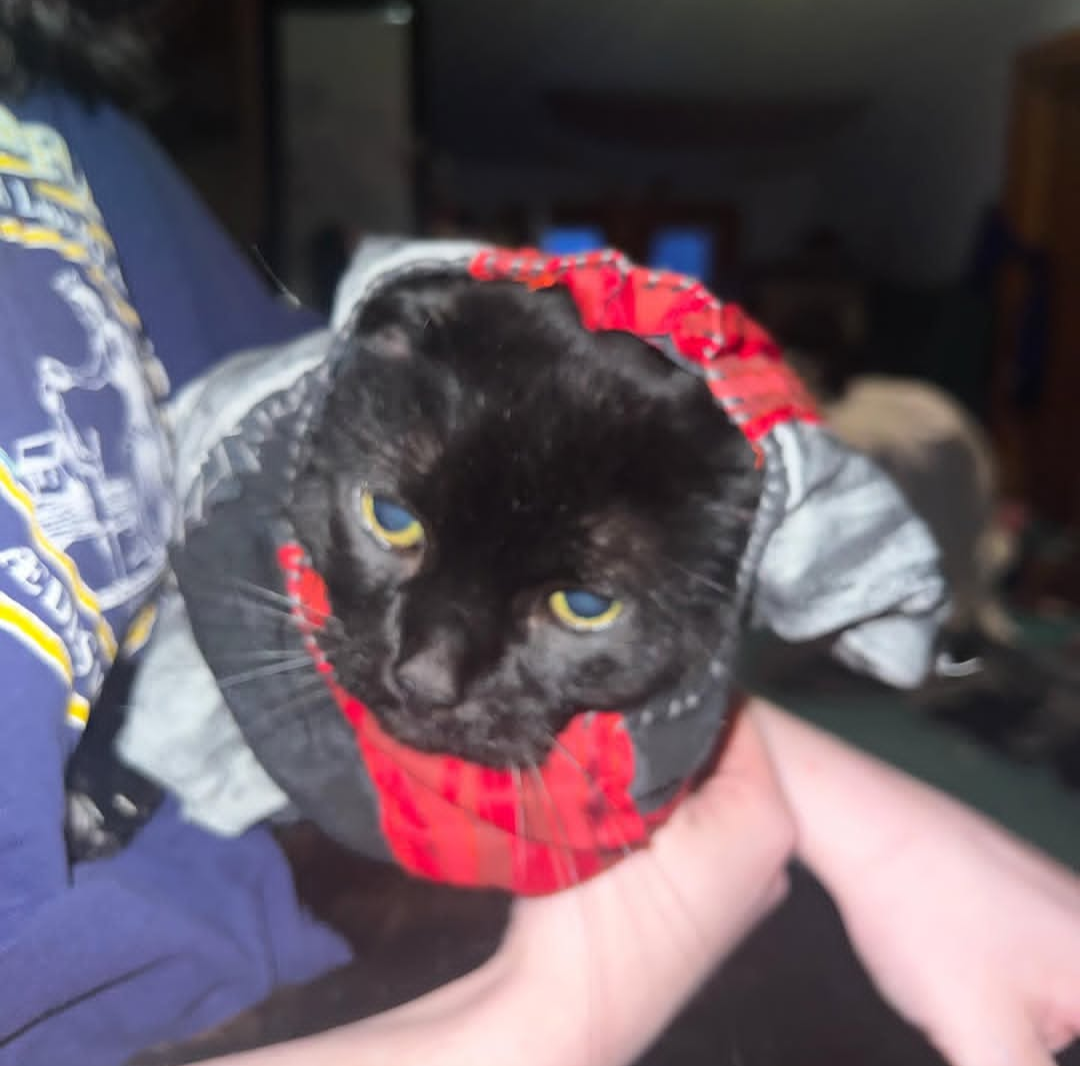 Discover more like Twentyonepilots: My cat in my Clancy madk and Related Content | Scrolller