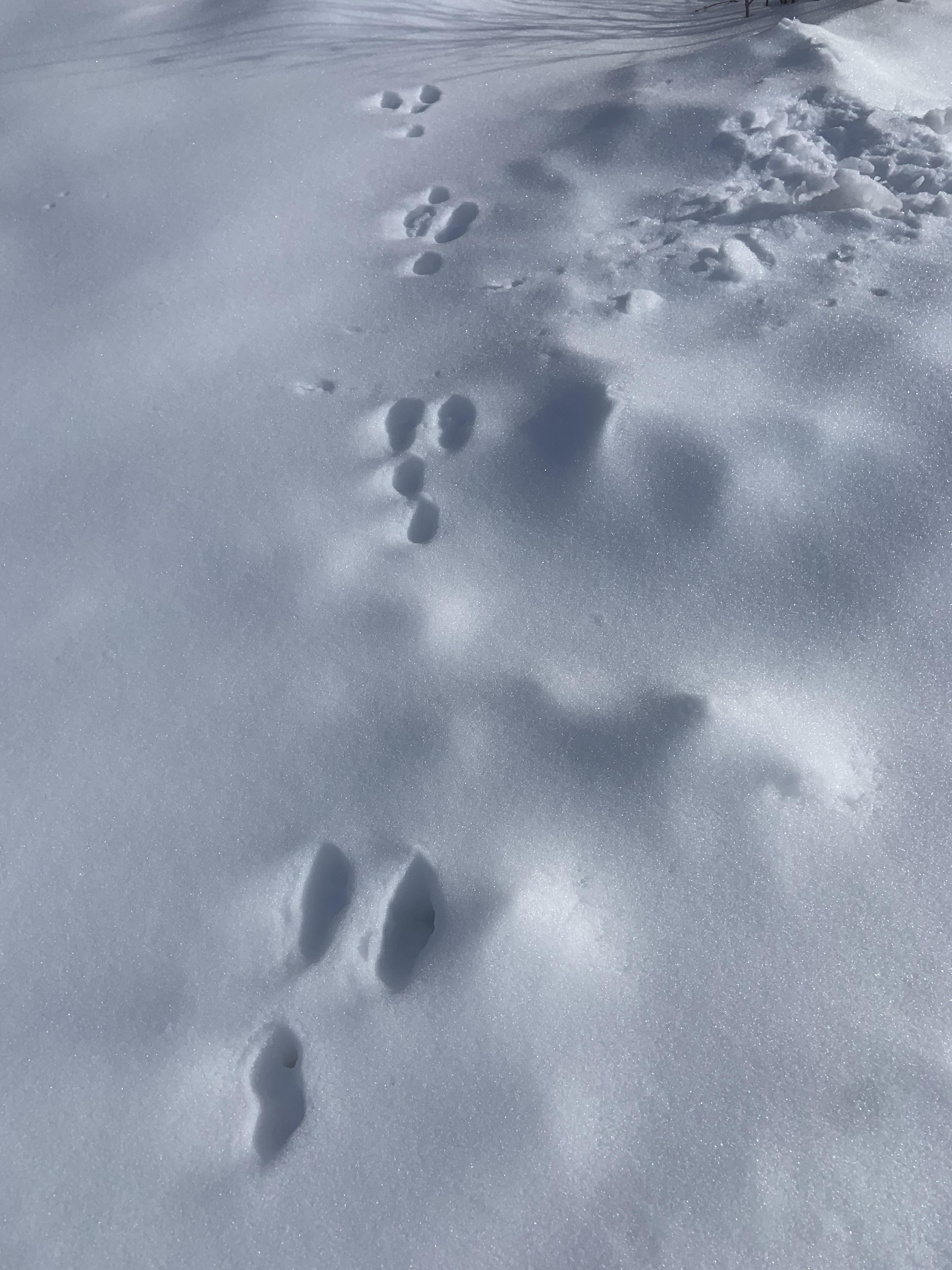 What animal footprints are these? | Scrolller