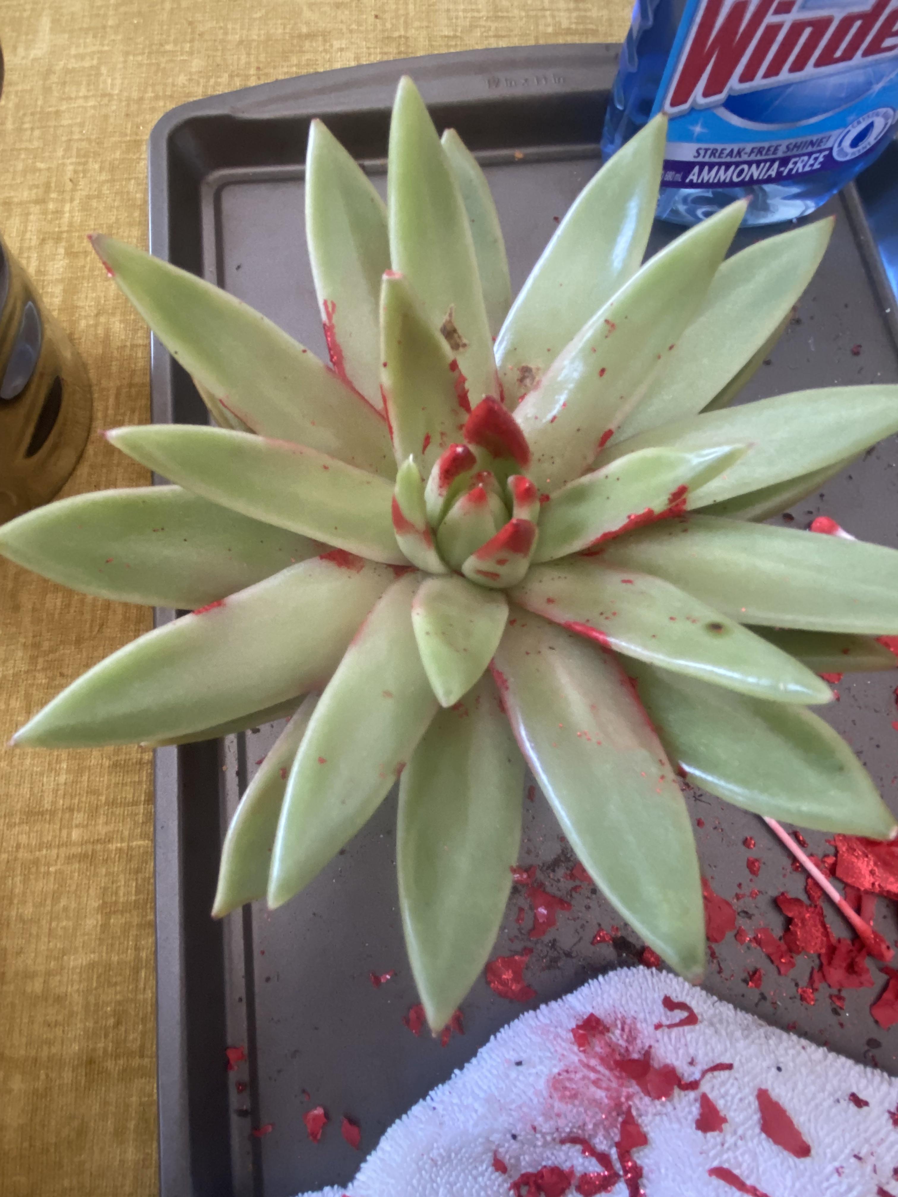 What are these spots on my succulent? | Scrolller