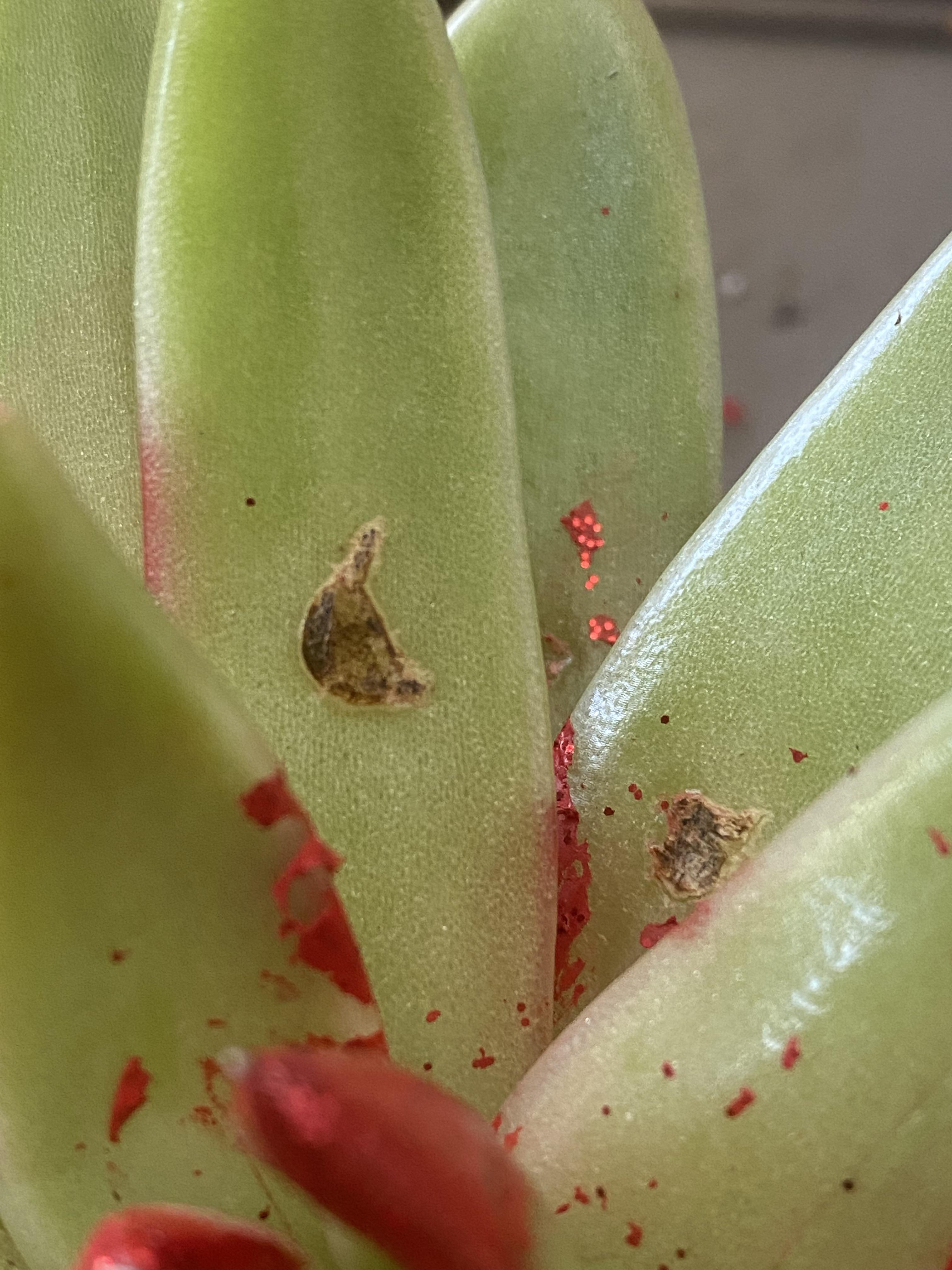 What are these spots on my succulent? | Scrolller