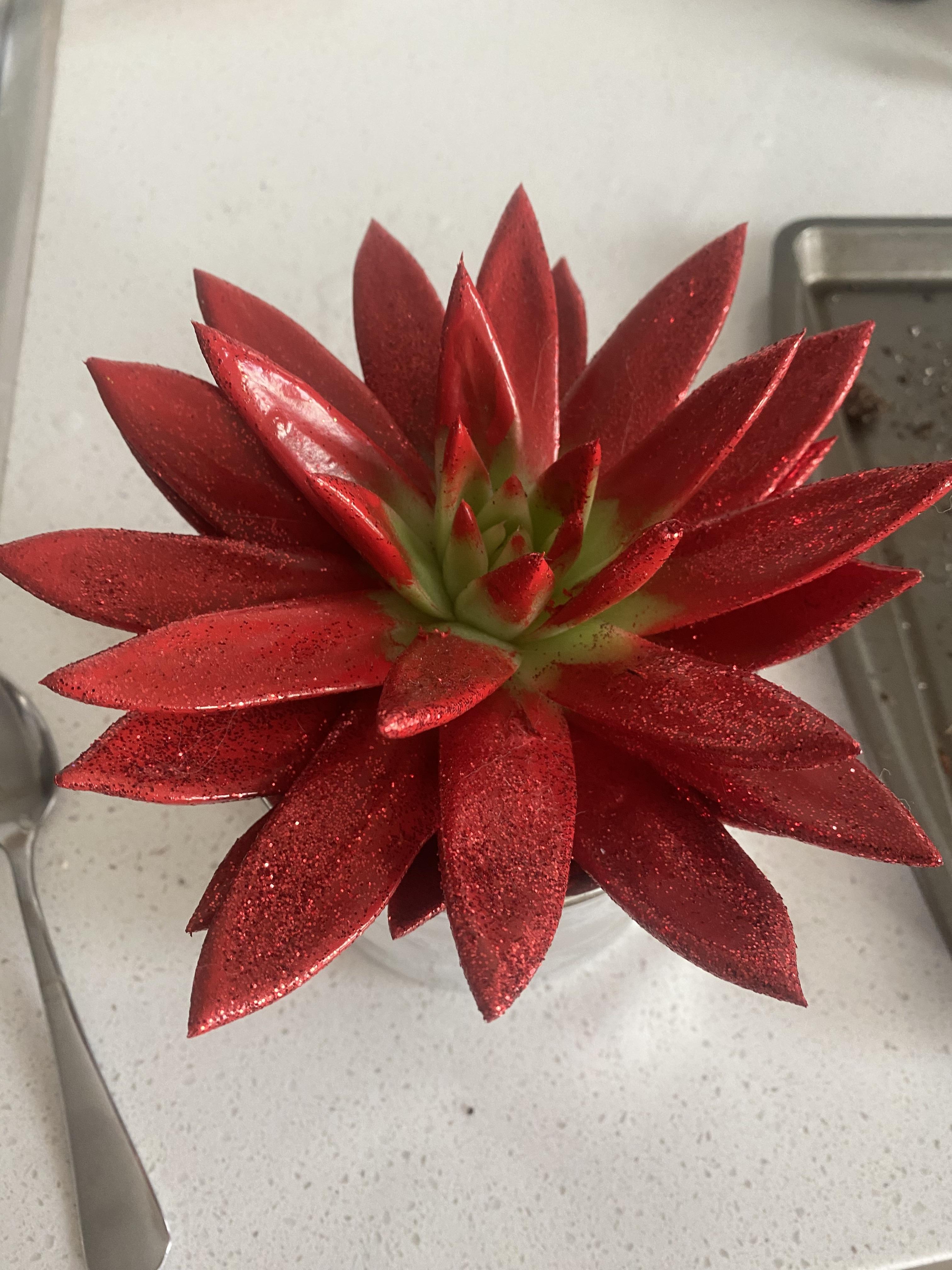 What are these spots on my succulent? | Scrolller