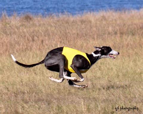 My almost 3 year old greyhound-whippet just passed. | Scrolller