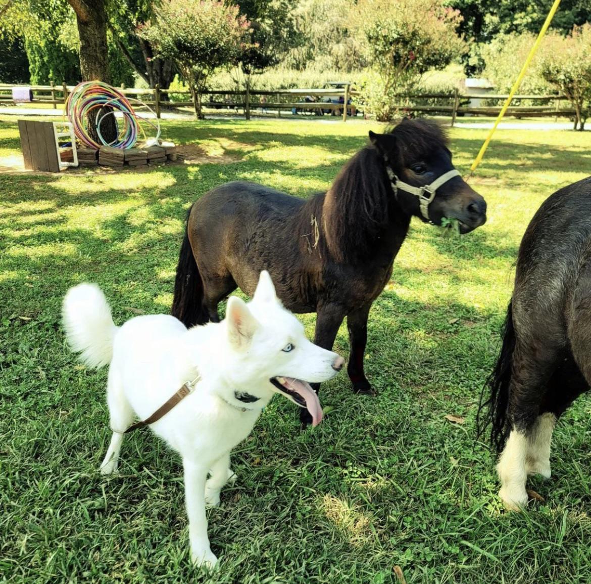 Puppy meets Pony | Scrolller