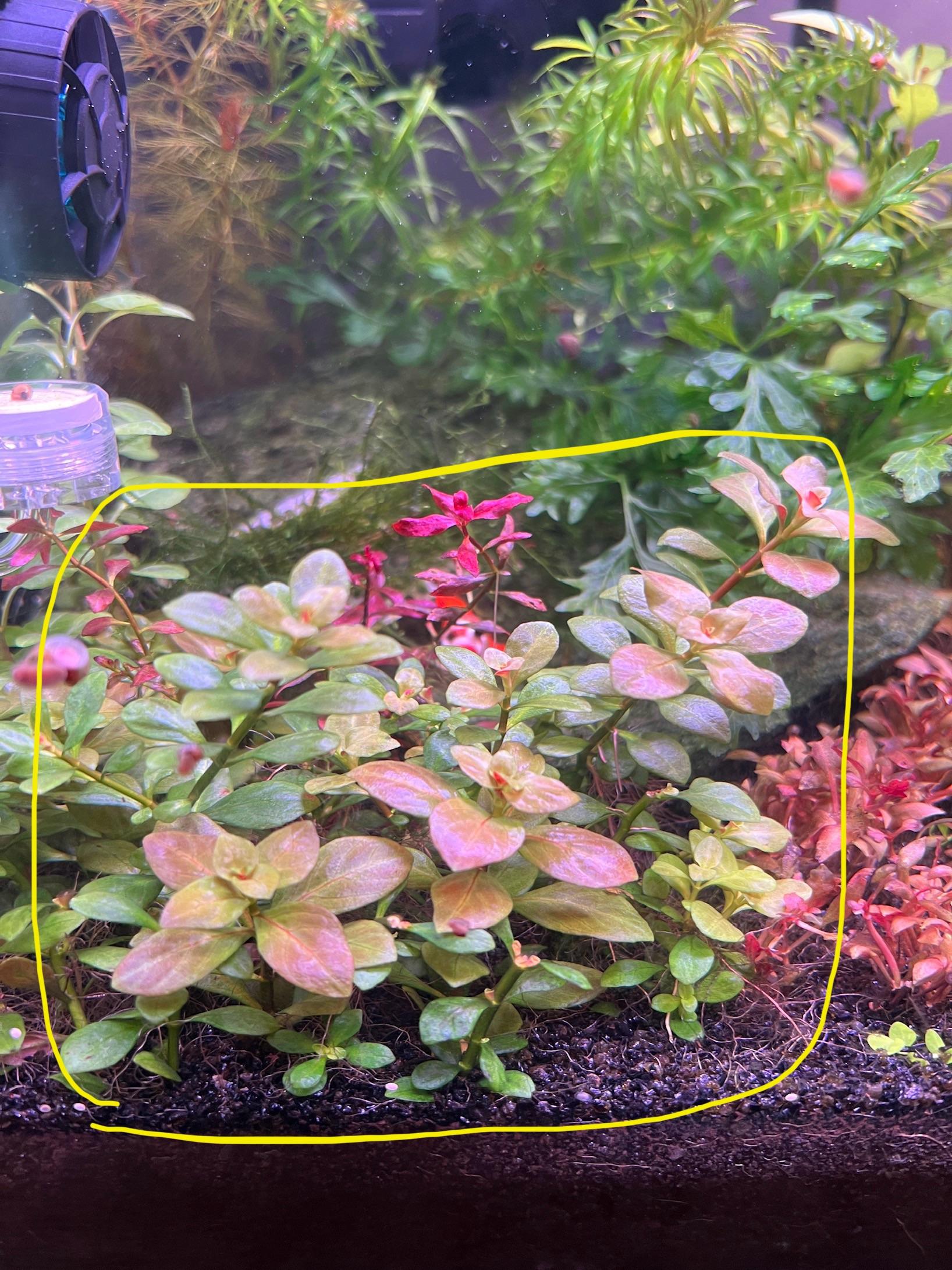 Plant ID My Favorite Plants | Scrolller