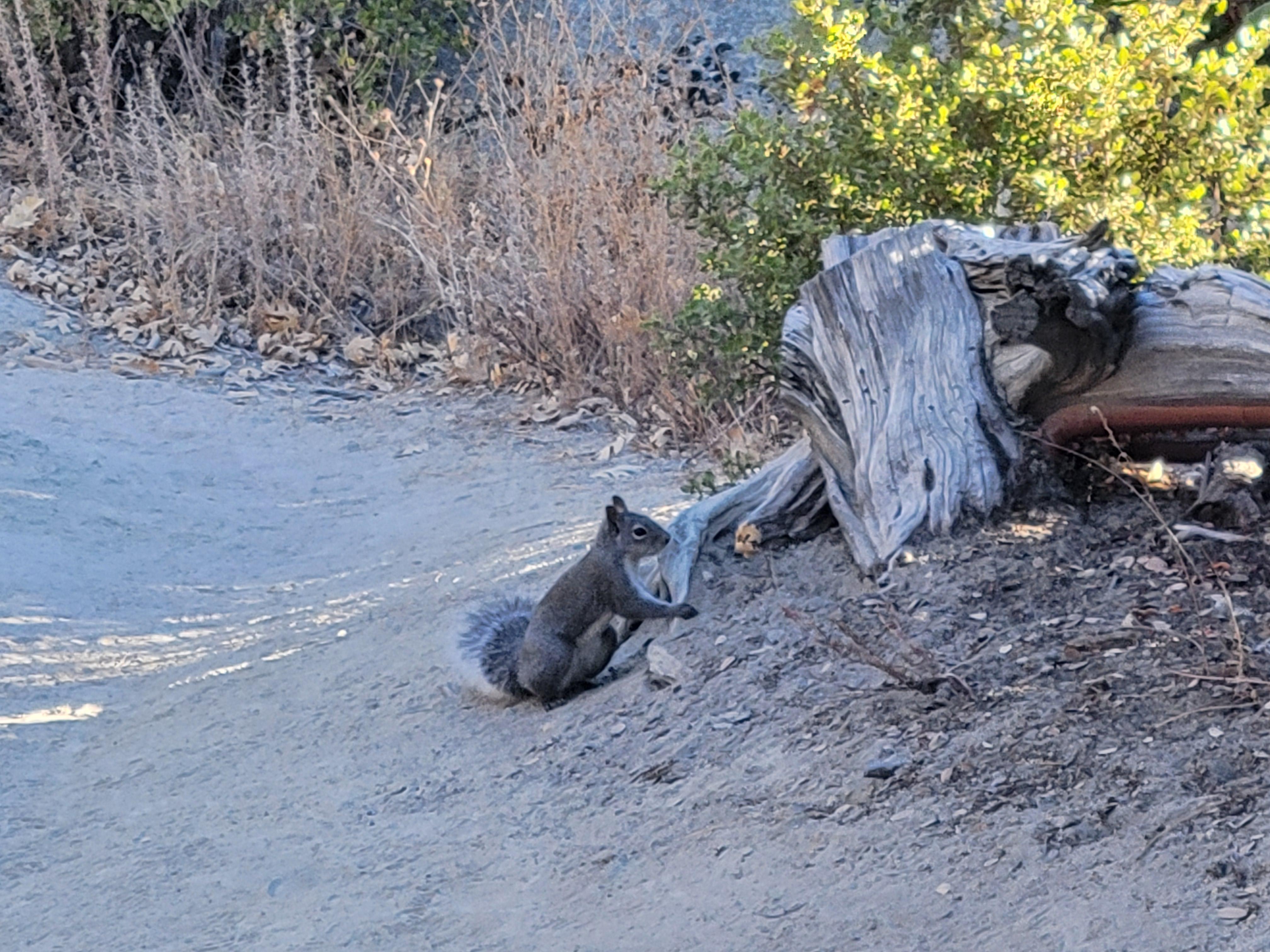 Identifying squirrels | Scrolller