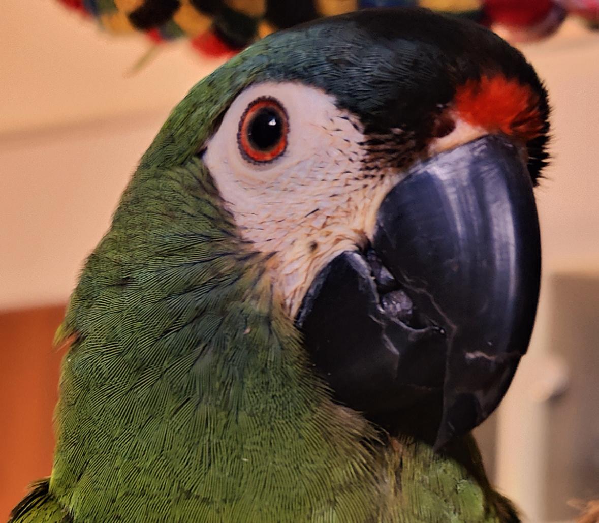 Isn't it wild how water turns you birb into nightmare fuel | Scrolller