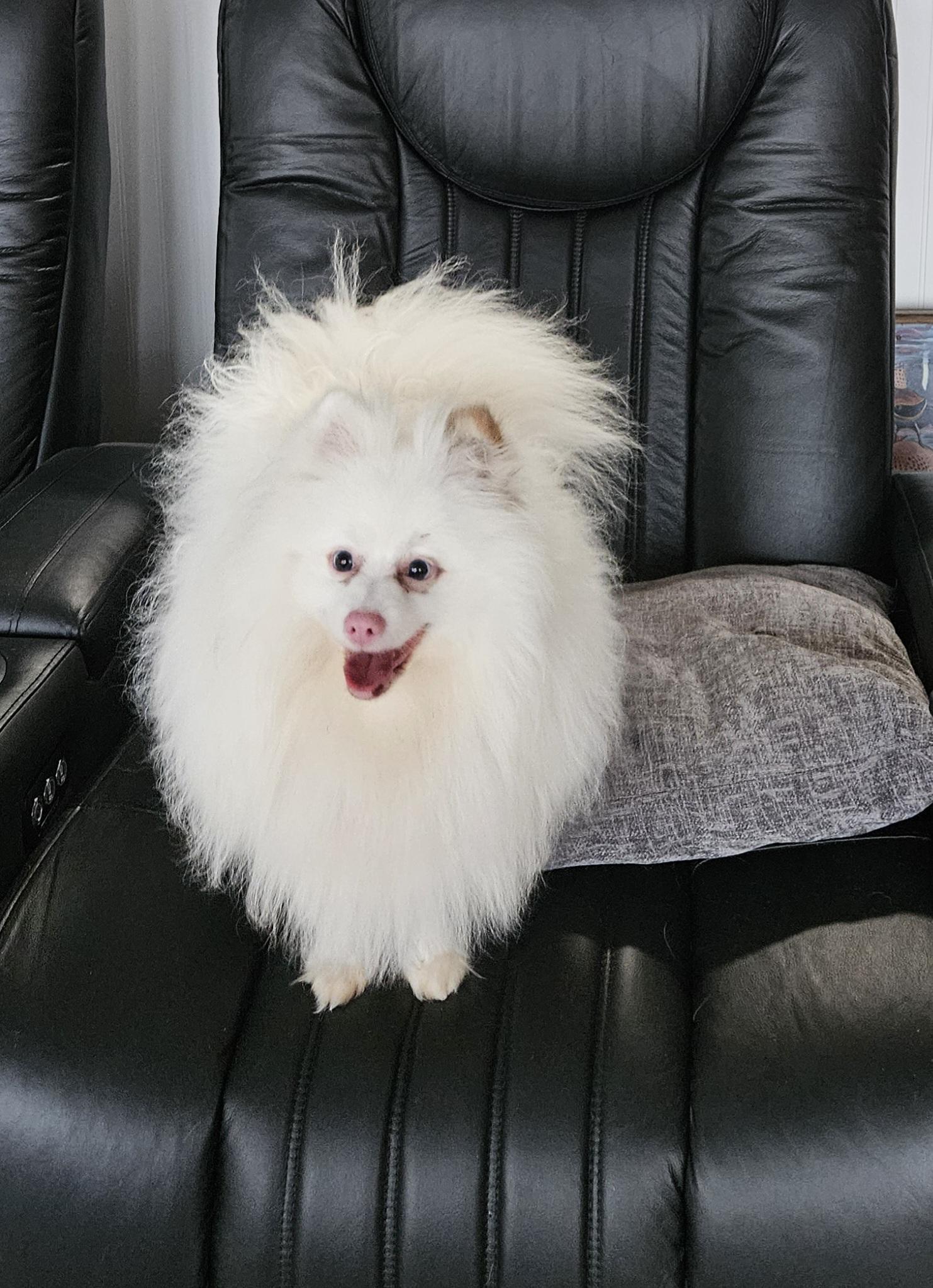 Pink Nose | Scrolller