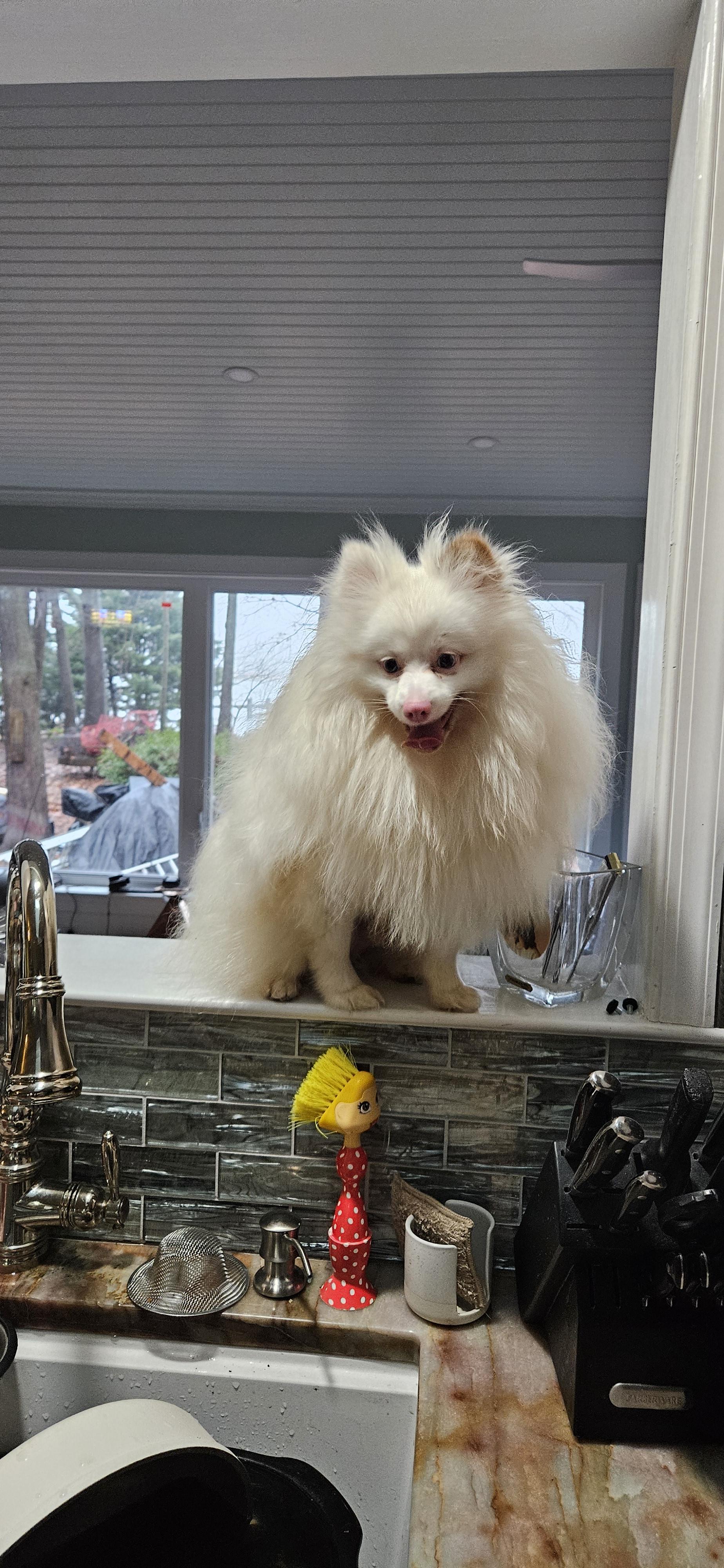 Pink Nose | Scrolller