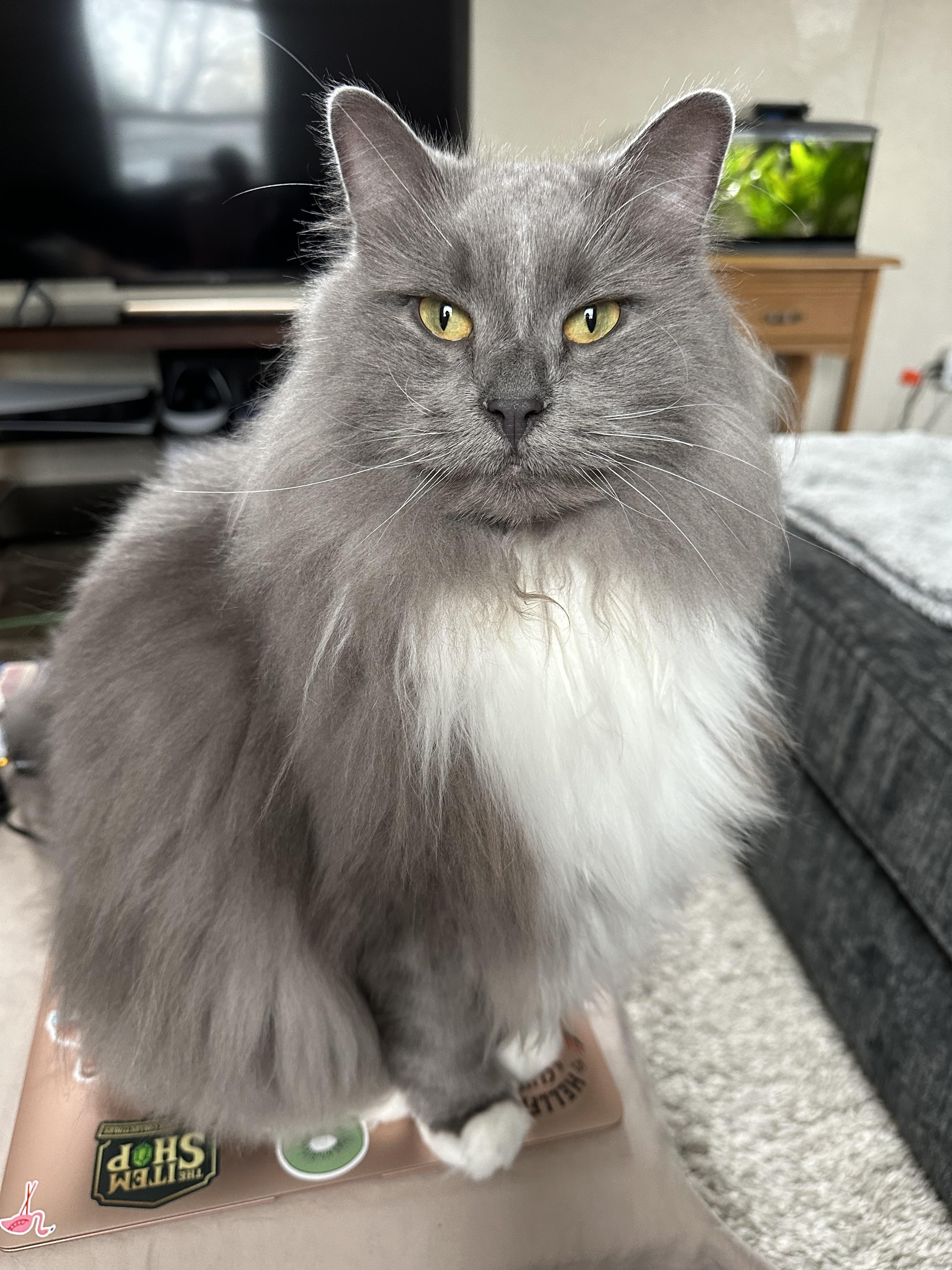 Merlin’s final floof form. | Scrolller