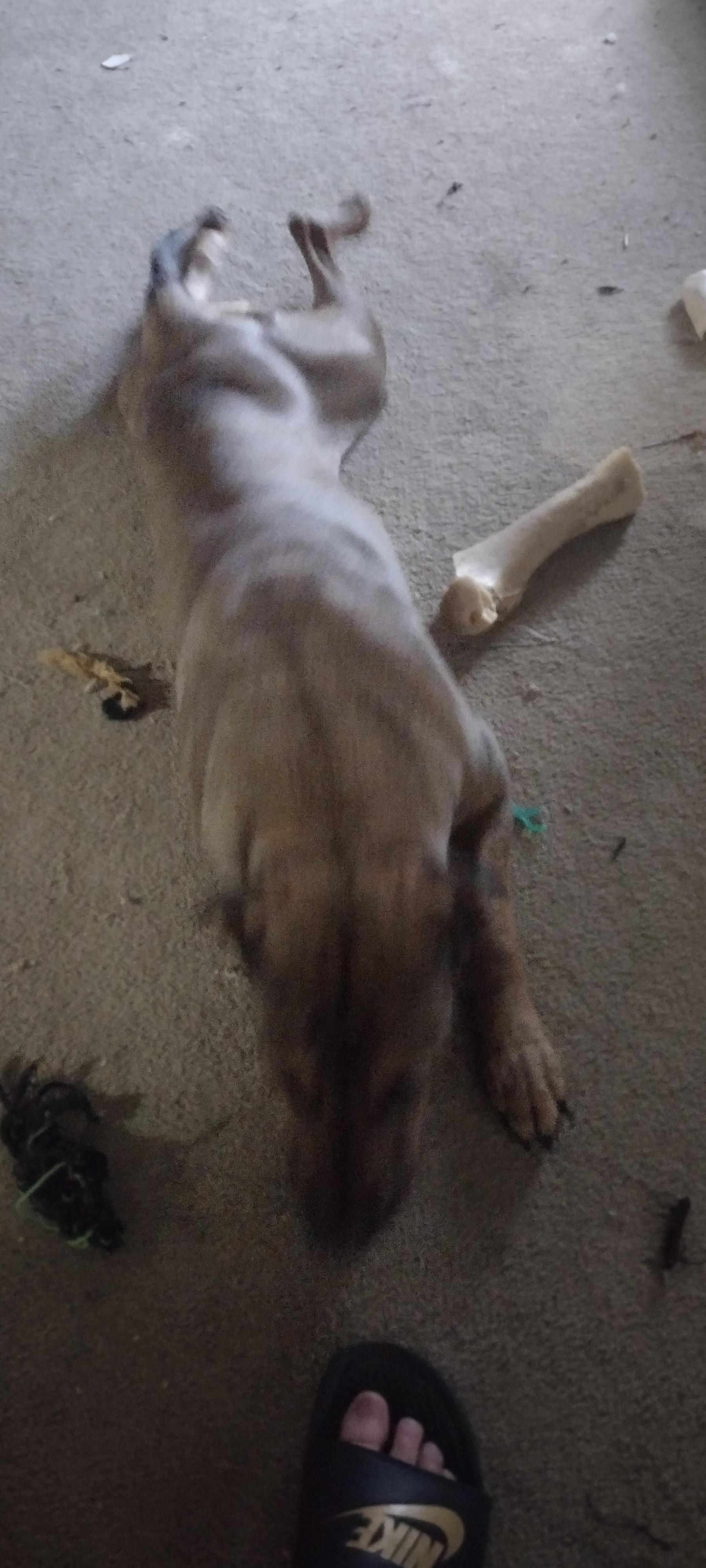 [OC] Happy Puppy | Scrolller