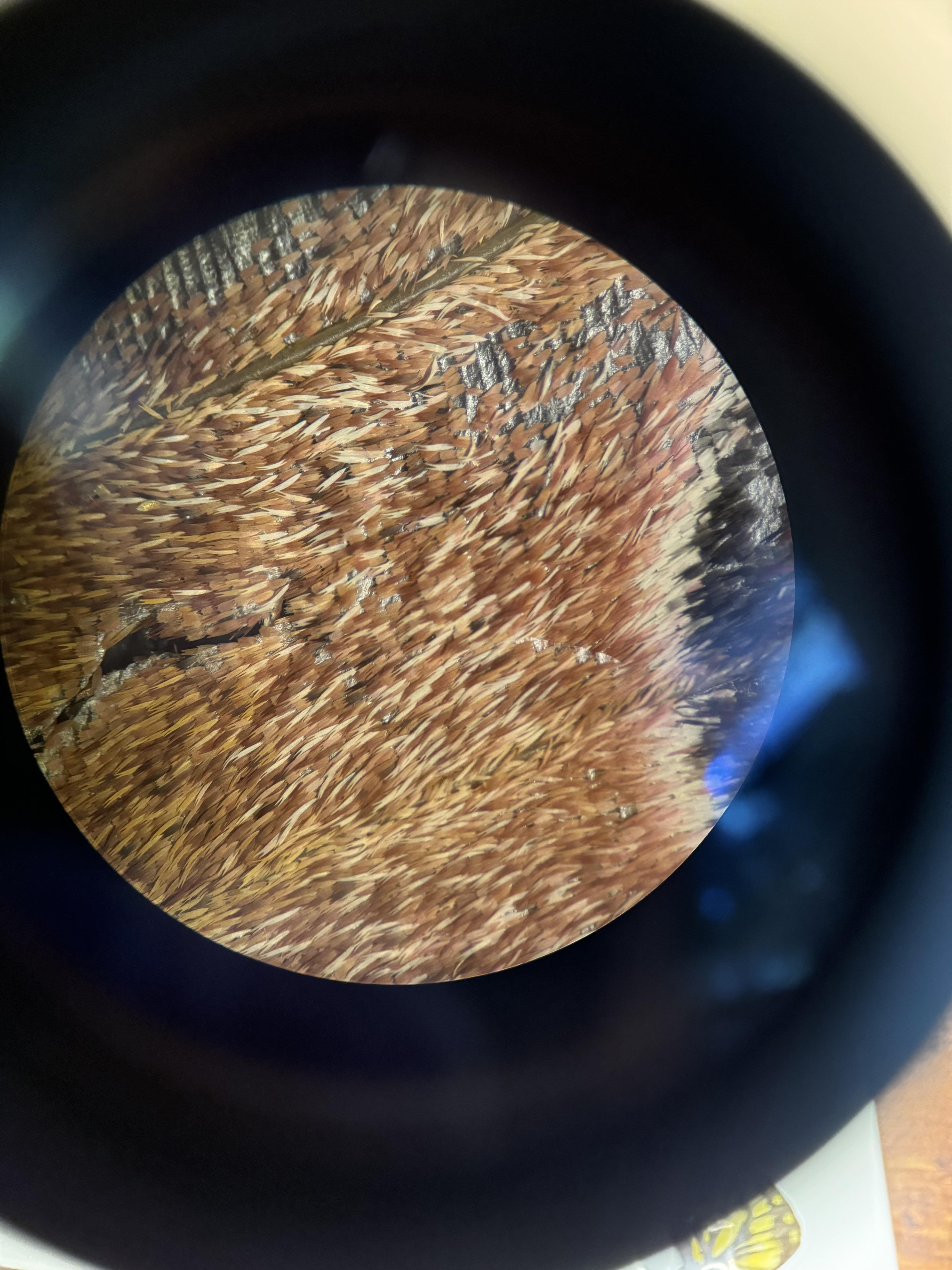 Polyphemus moth wing under a microscope | Scrolller