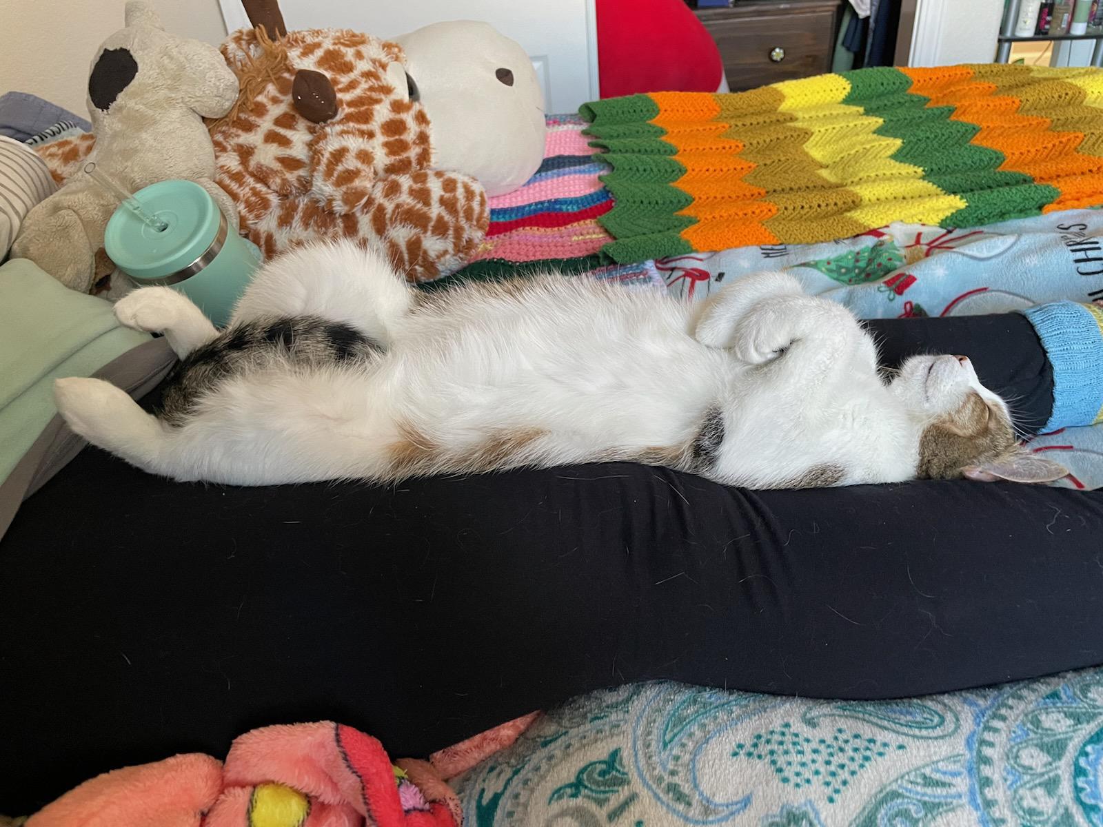 Lucy can never resist the lap trap | Scrolller