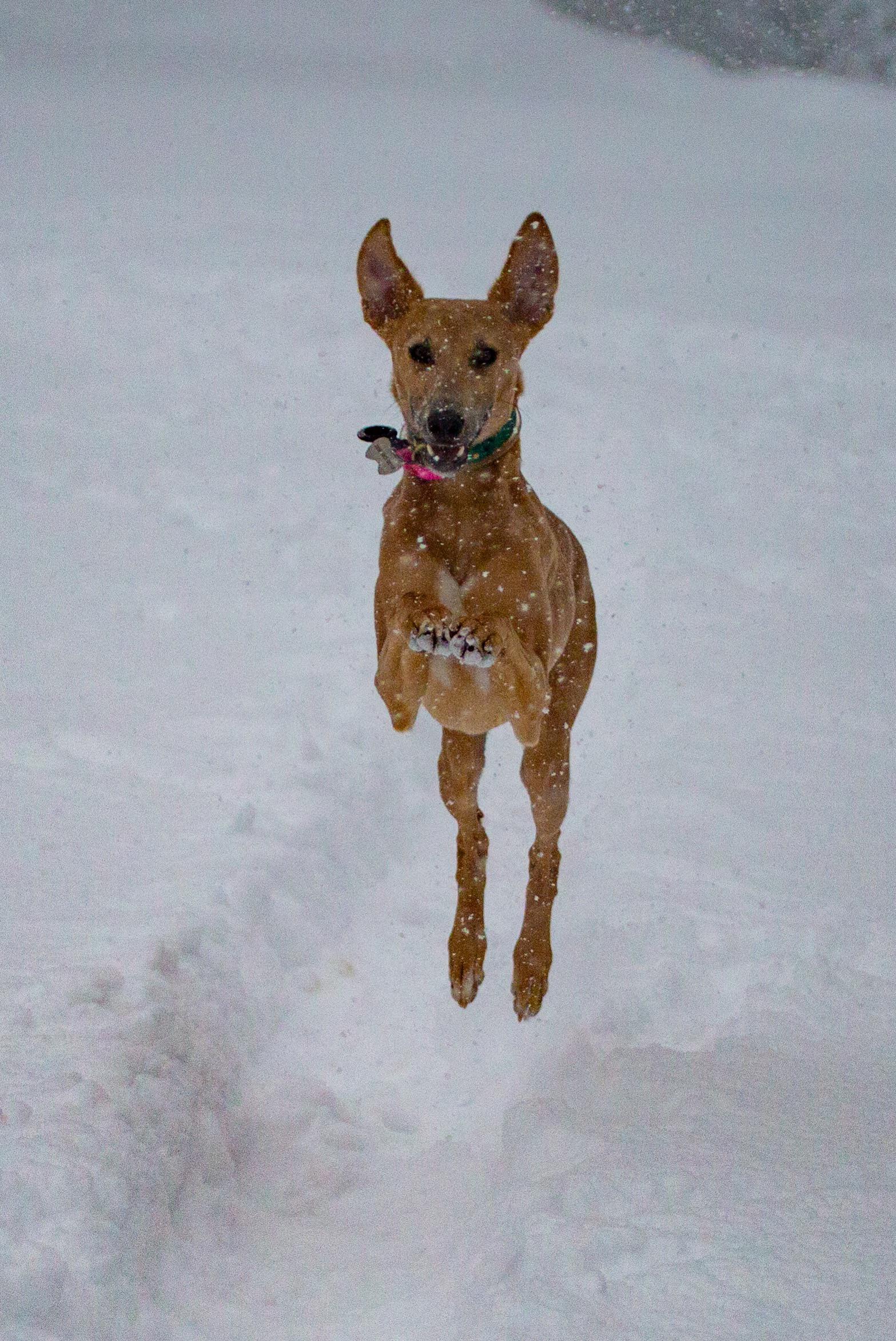 Powder hound or noodle horse? | Scrolller