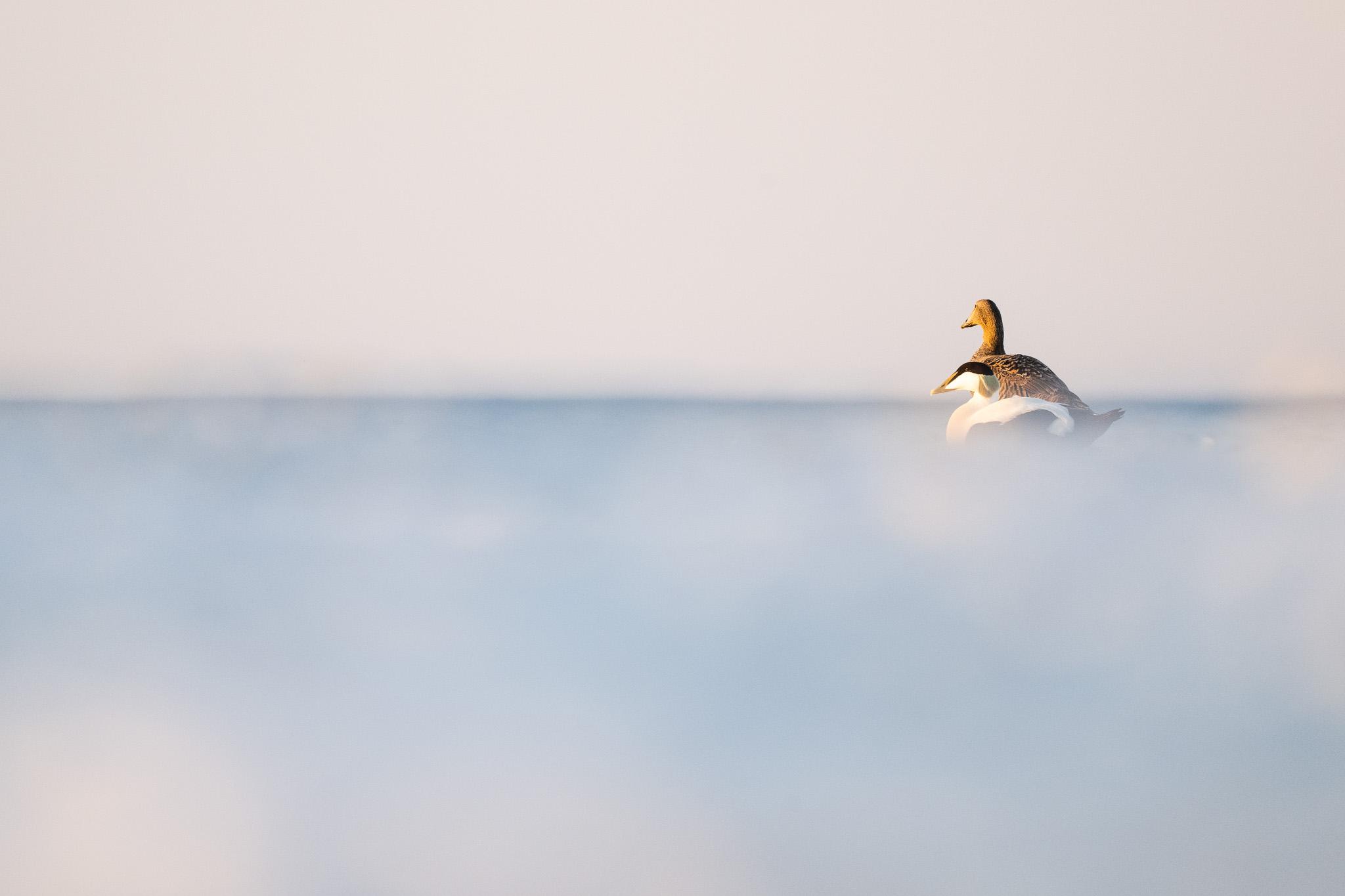 Here's 10 of my favorite shots I managed from 2023 in SE Sweden | Scrolller