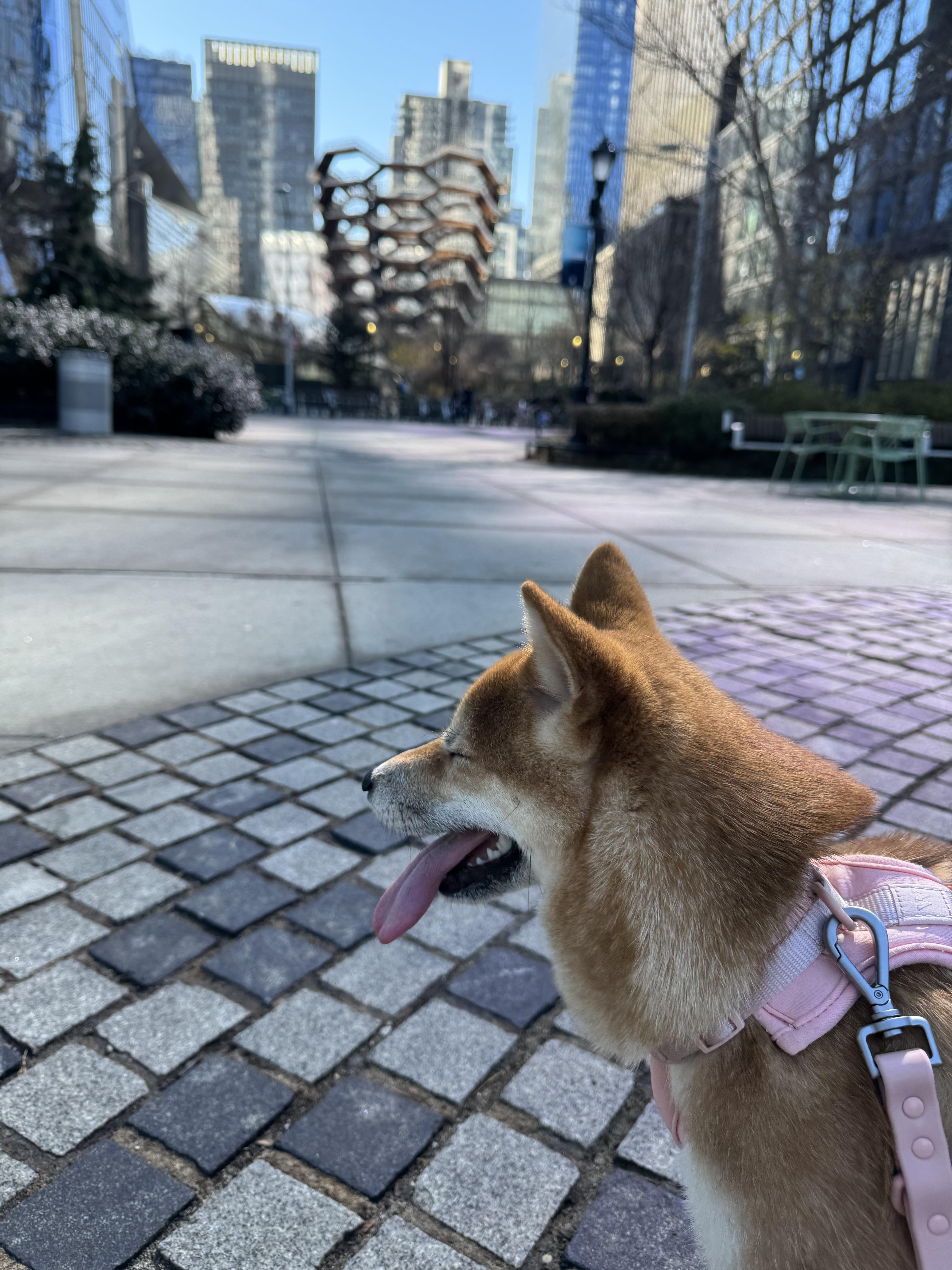 Weekend with my shibe | Scrolller