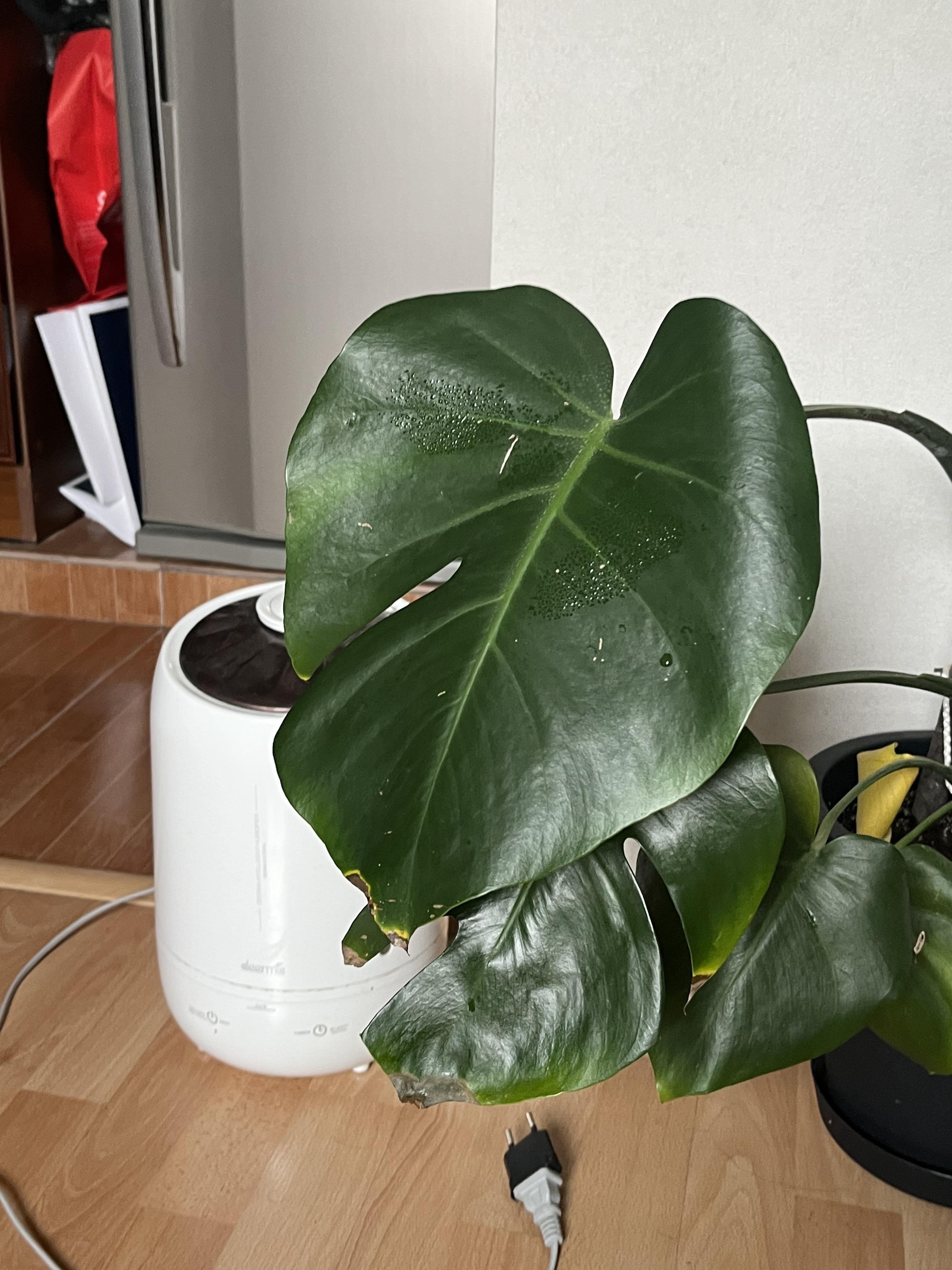 What’s wrong with my Monstera? | Scrolller