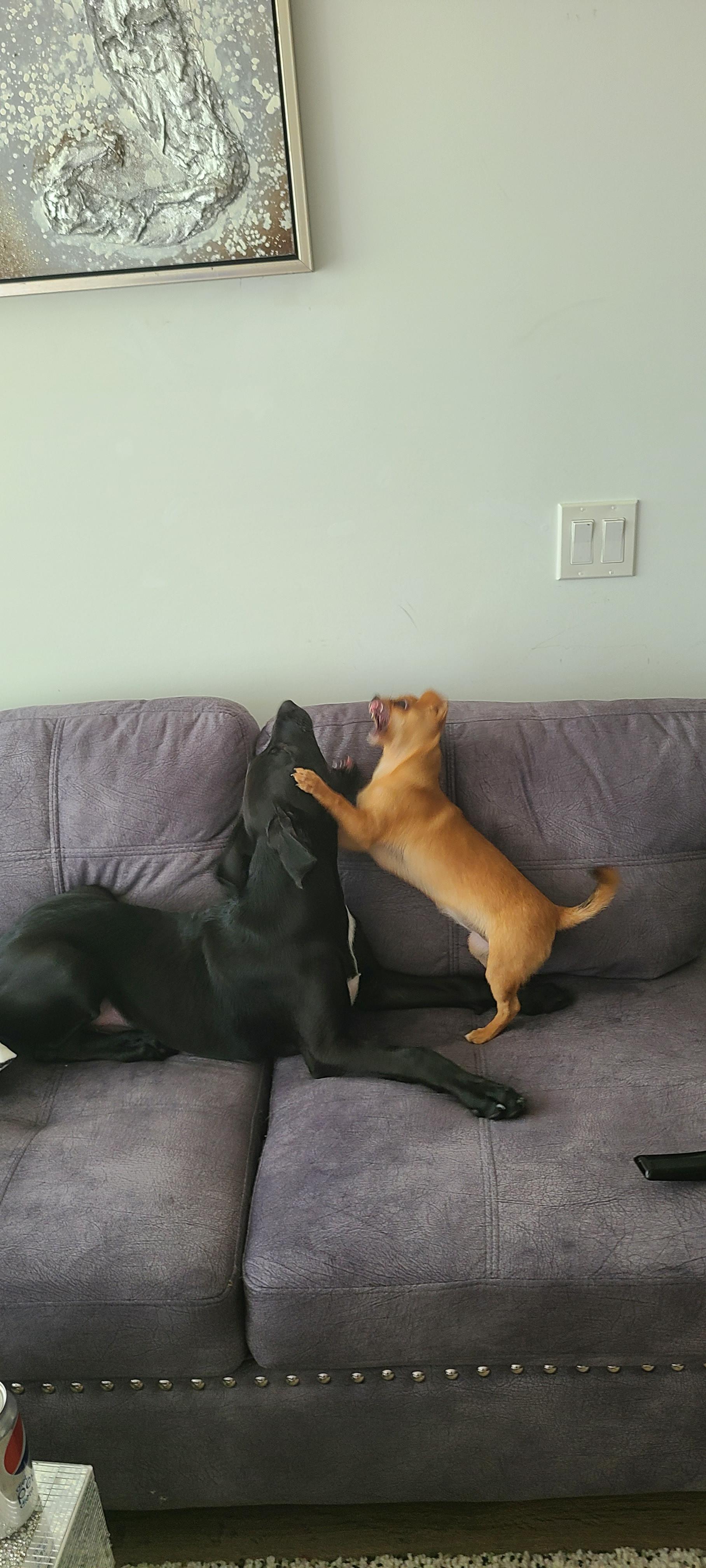 My vicious chichi | Scrolller