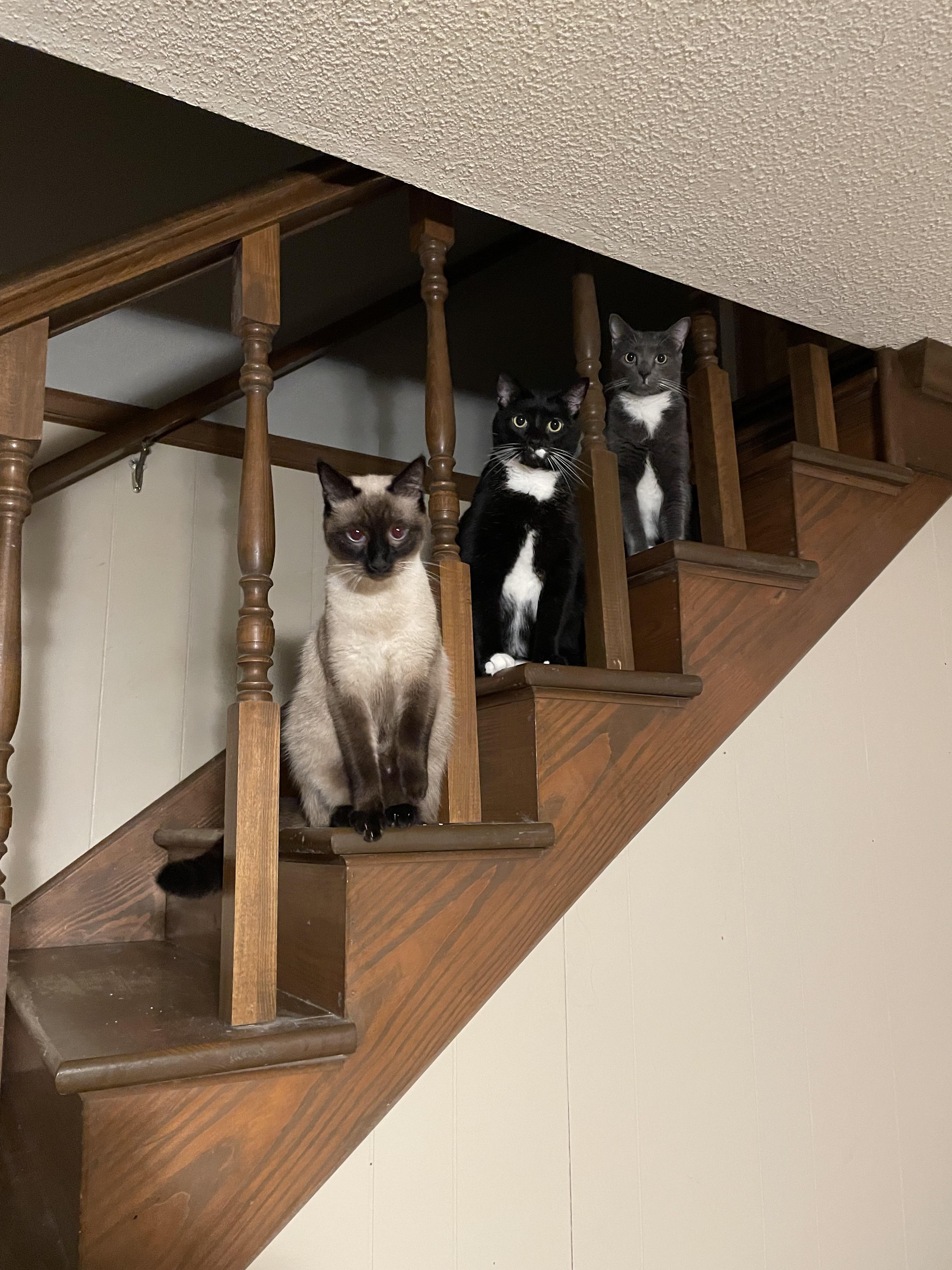 Standing Guard | Scrolller