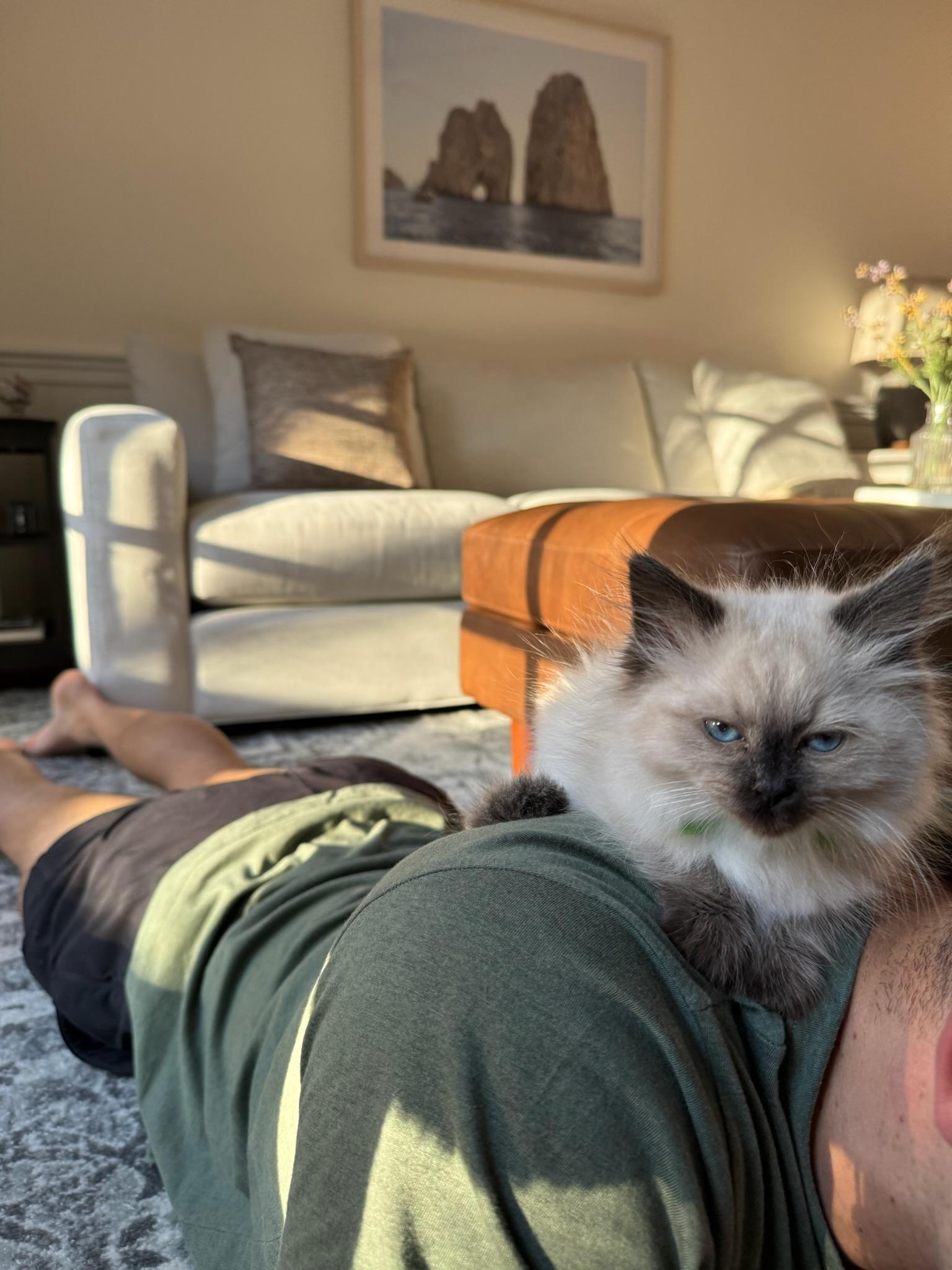 Meet Our New Fluffy Siberian! | Scrolller