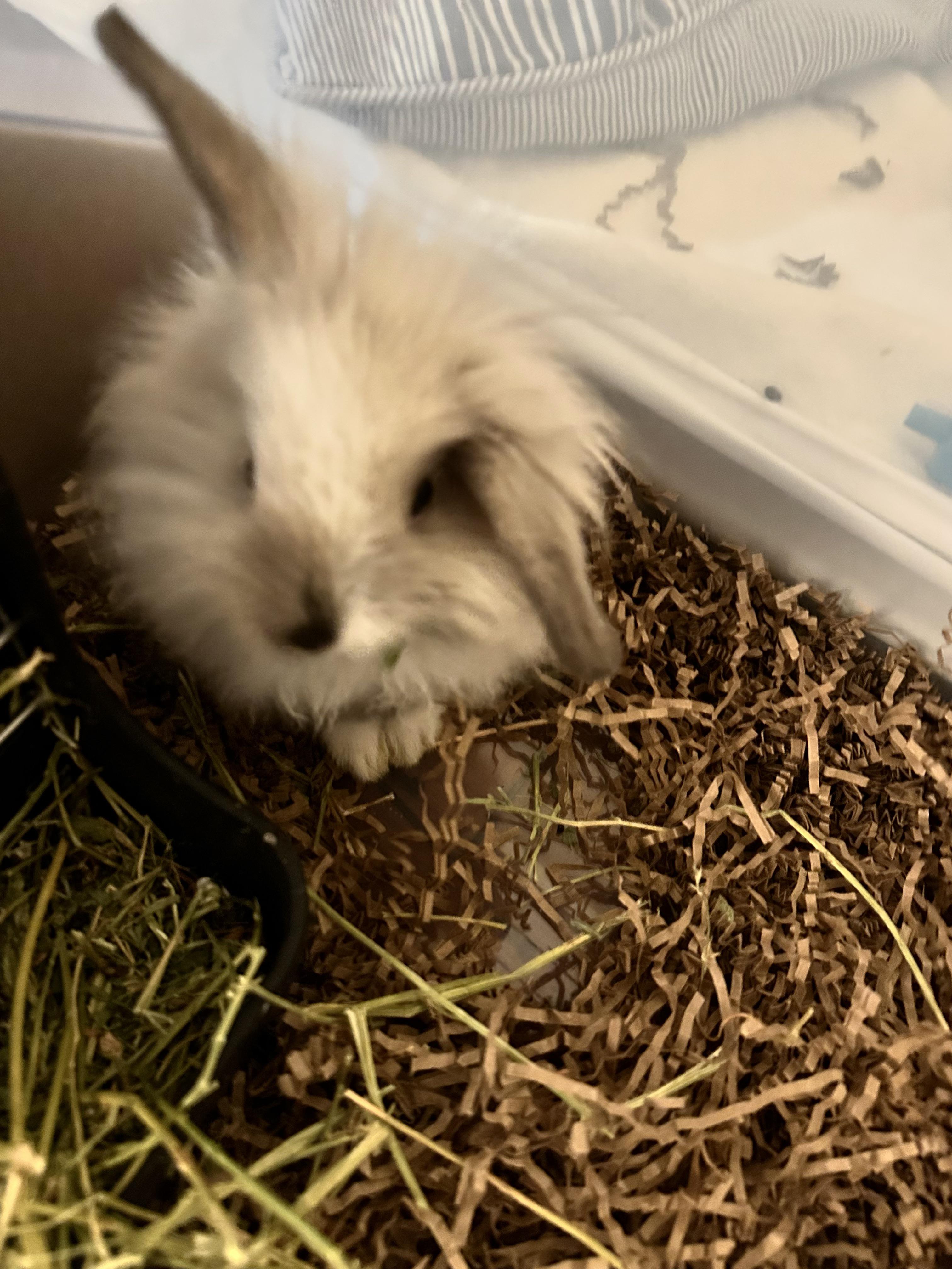 New rabbit any tips | Scrolller