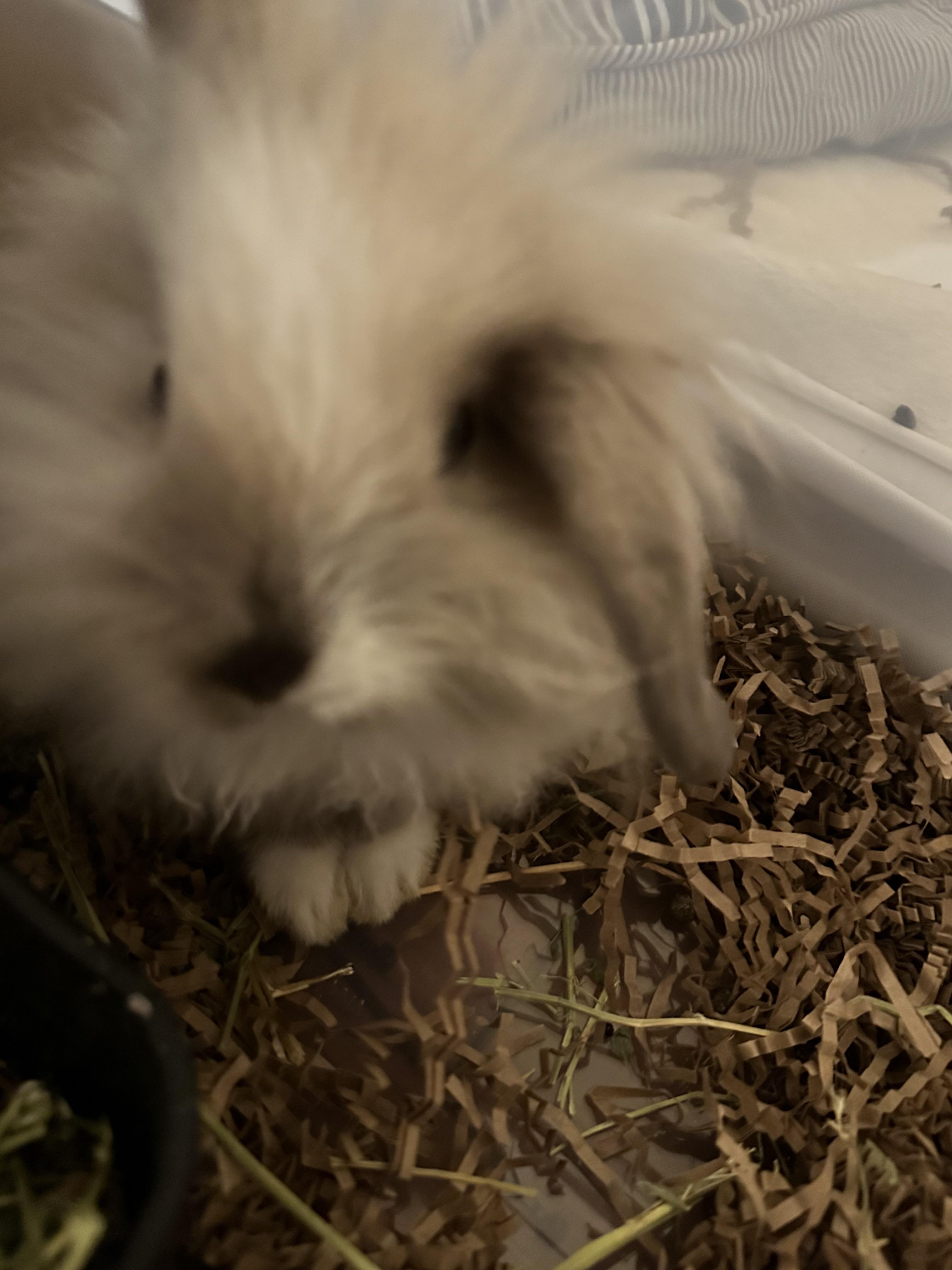 New rabbit any tips | Scrolller