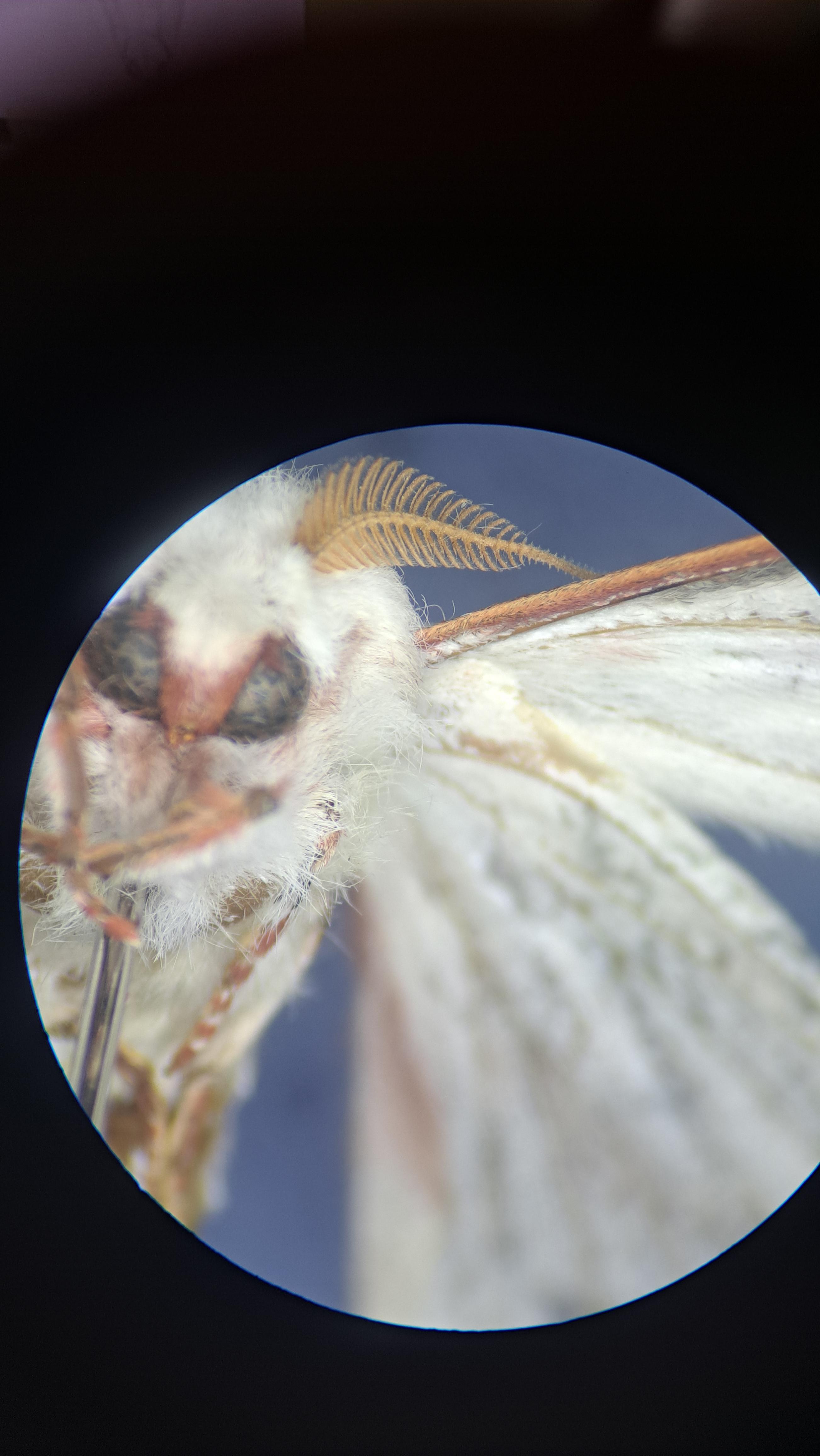 Help identifying this moth? | Scrolller