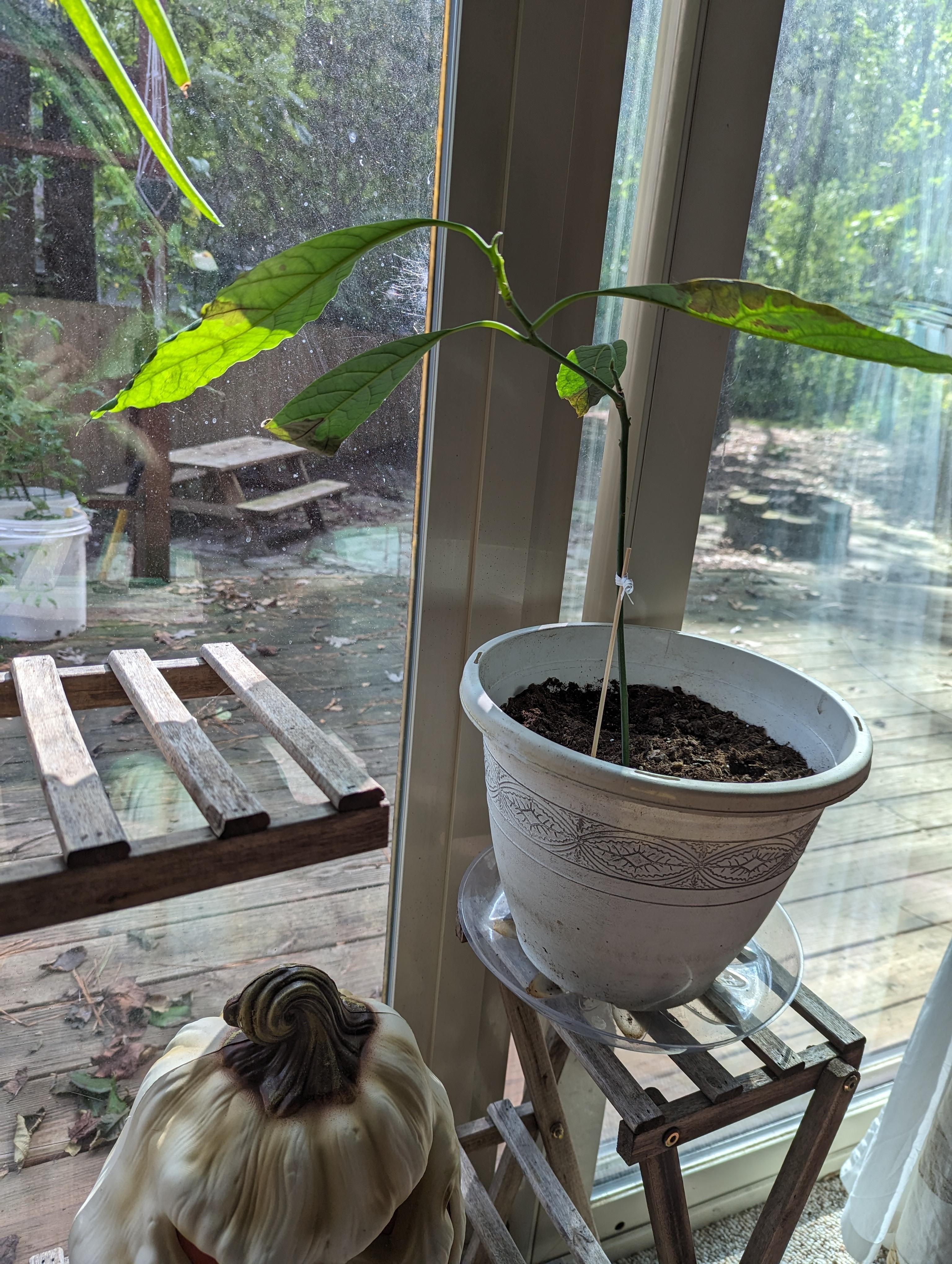 Help with my avocado please 🤞 | Scrolller